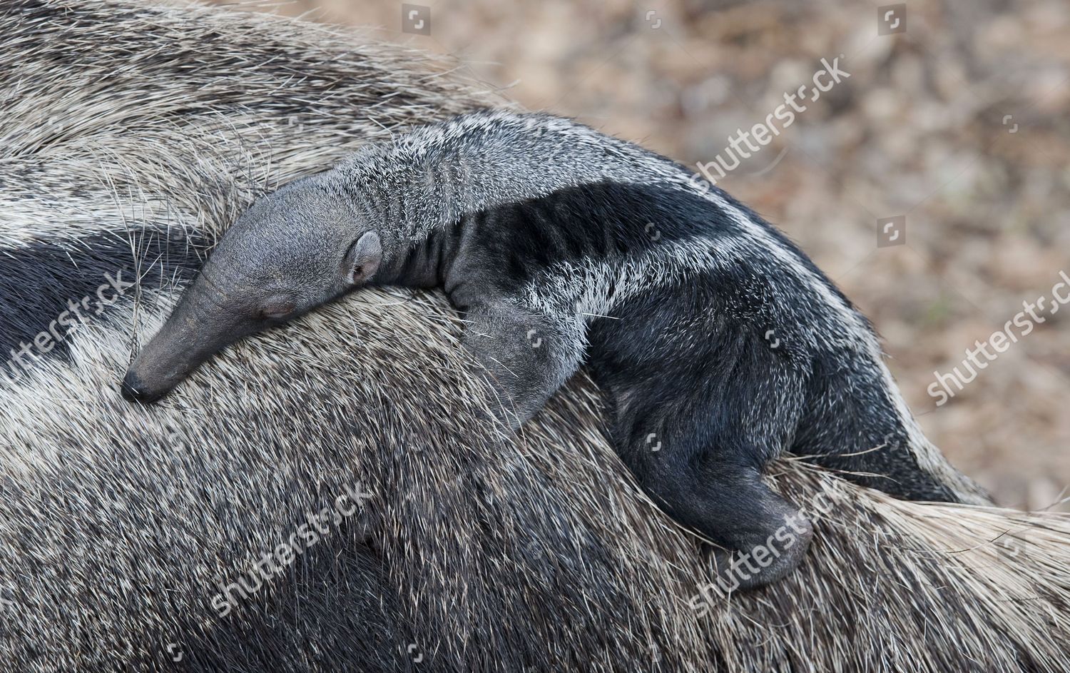 Baby Giant Anteater Choccy Riding On Editorial Stock Photo - Stock ...