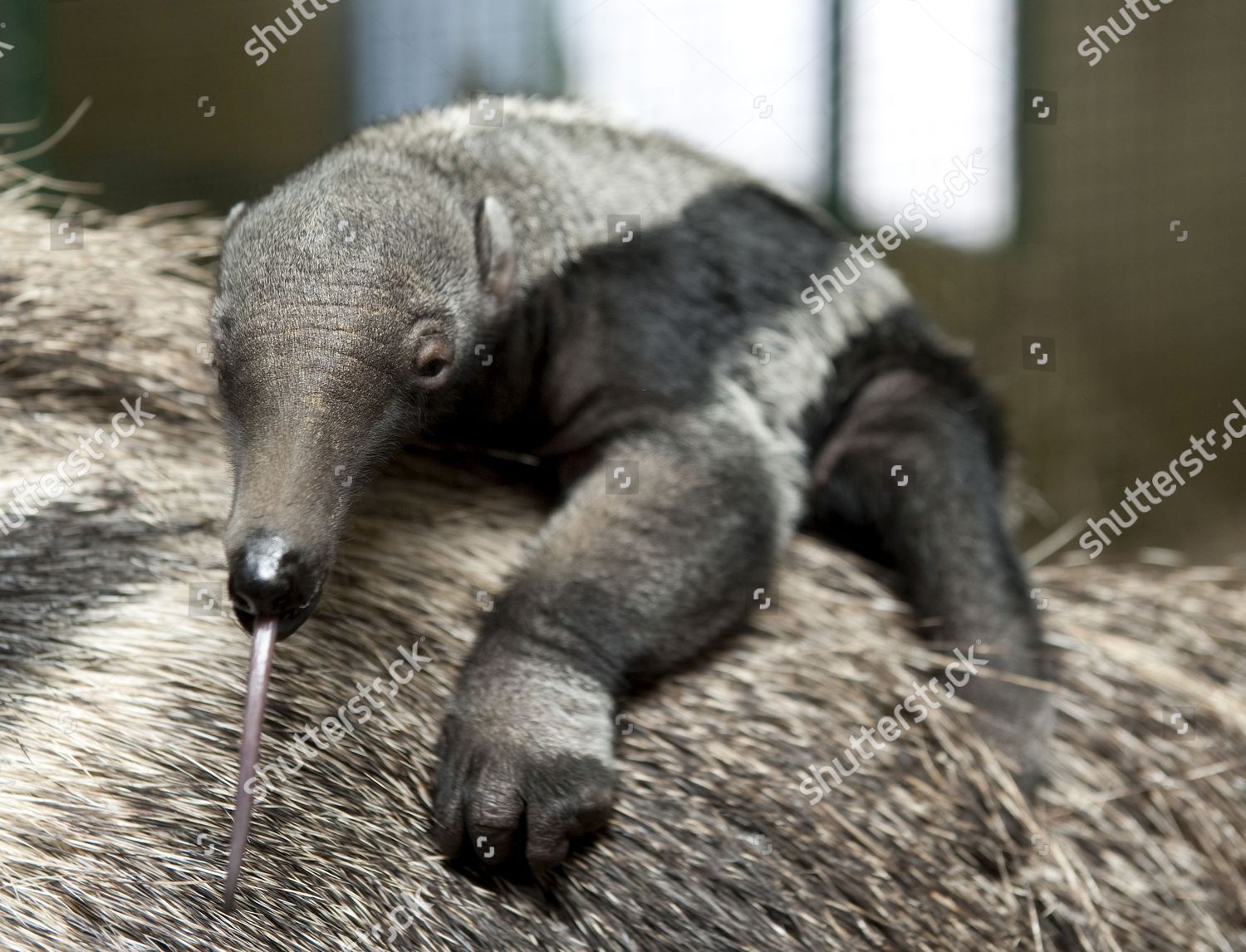 Baby Giant Anteater Choccy Riding On Editorial Stock Photo - Stock ...