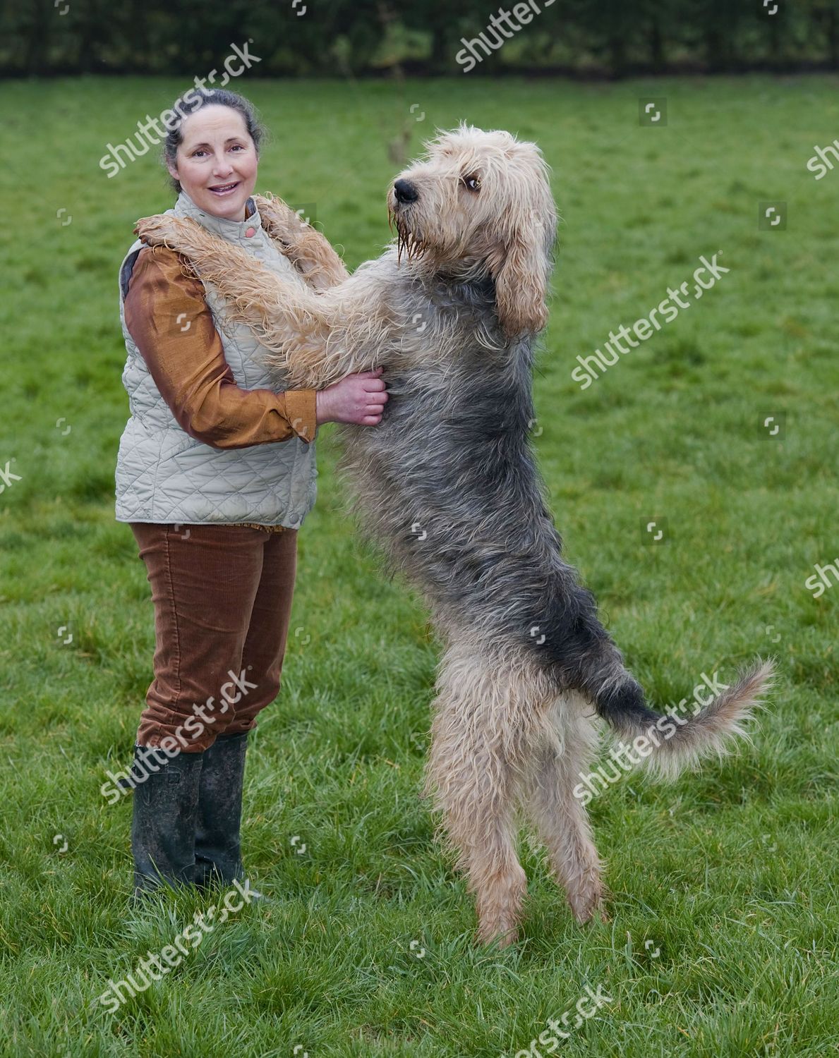 Breeder Maria Lerego Adult Otterhound Editorial Stock Photo - Stock ...
