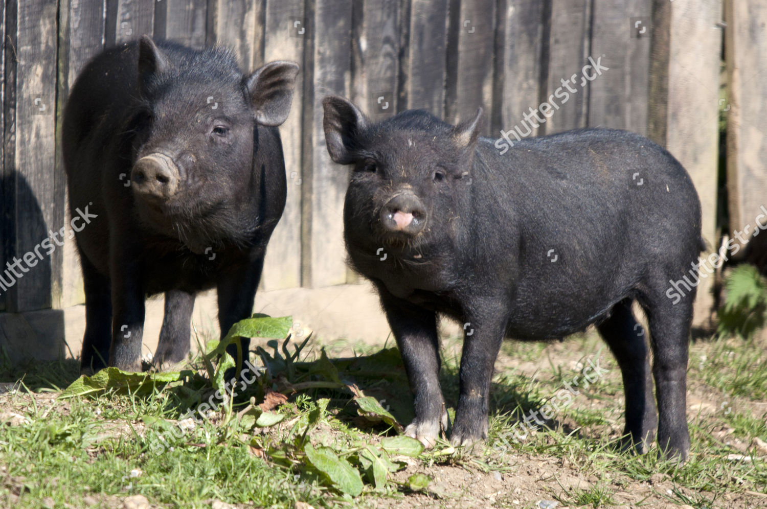 German Micro X Pot Bellied Piglets Editorial Stock Photo - Stock Image ...