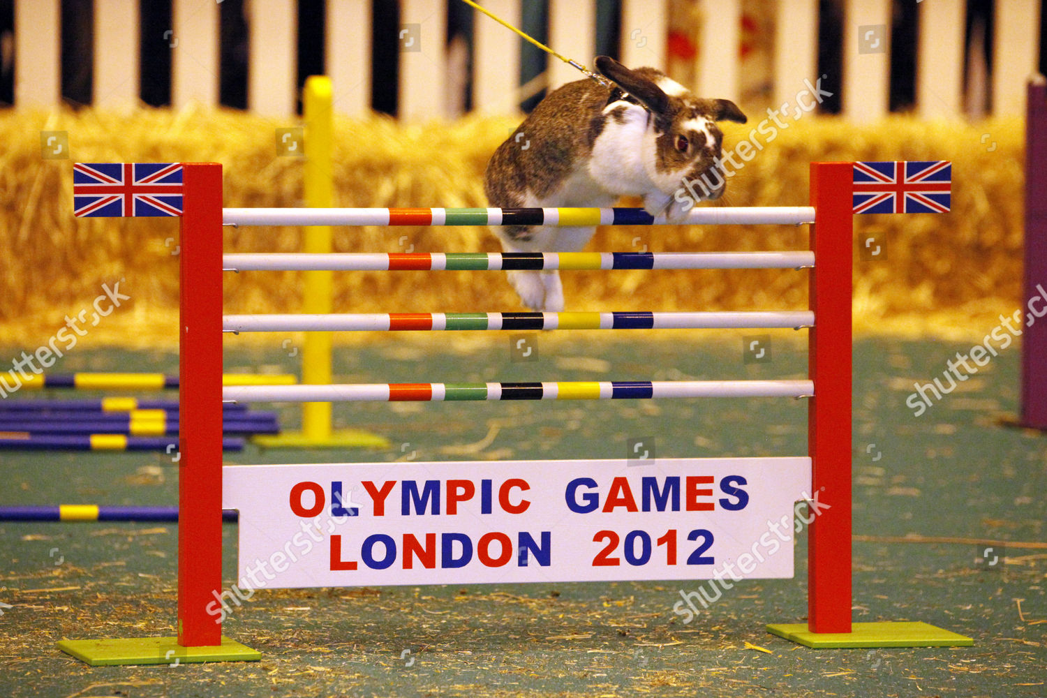 Rabbit Show Jumping Editorial Stock Photo - Stock Image | Shutterstock
