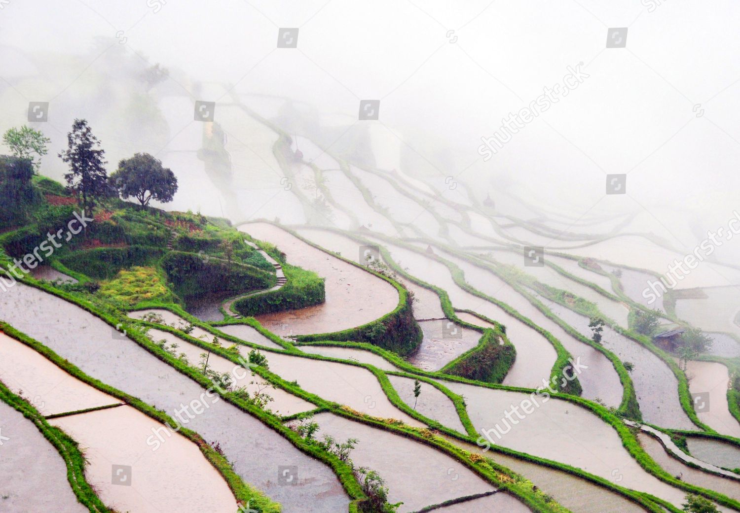 TERRACED RICE PADDY FIELD WREATHED MIST Editorial Stock Photo - Stock ...