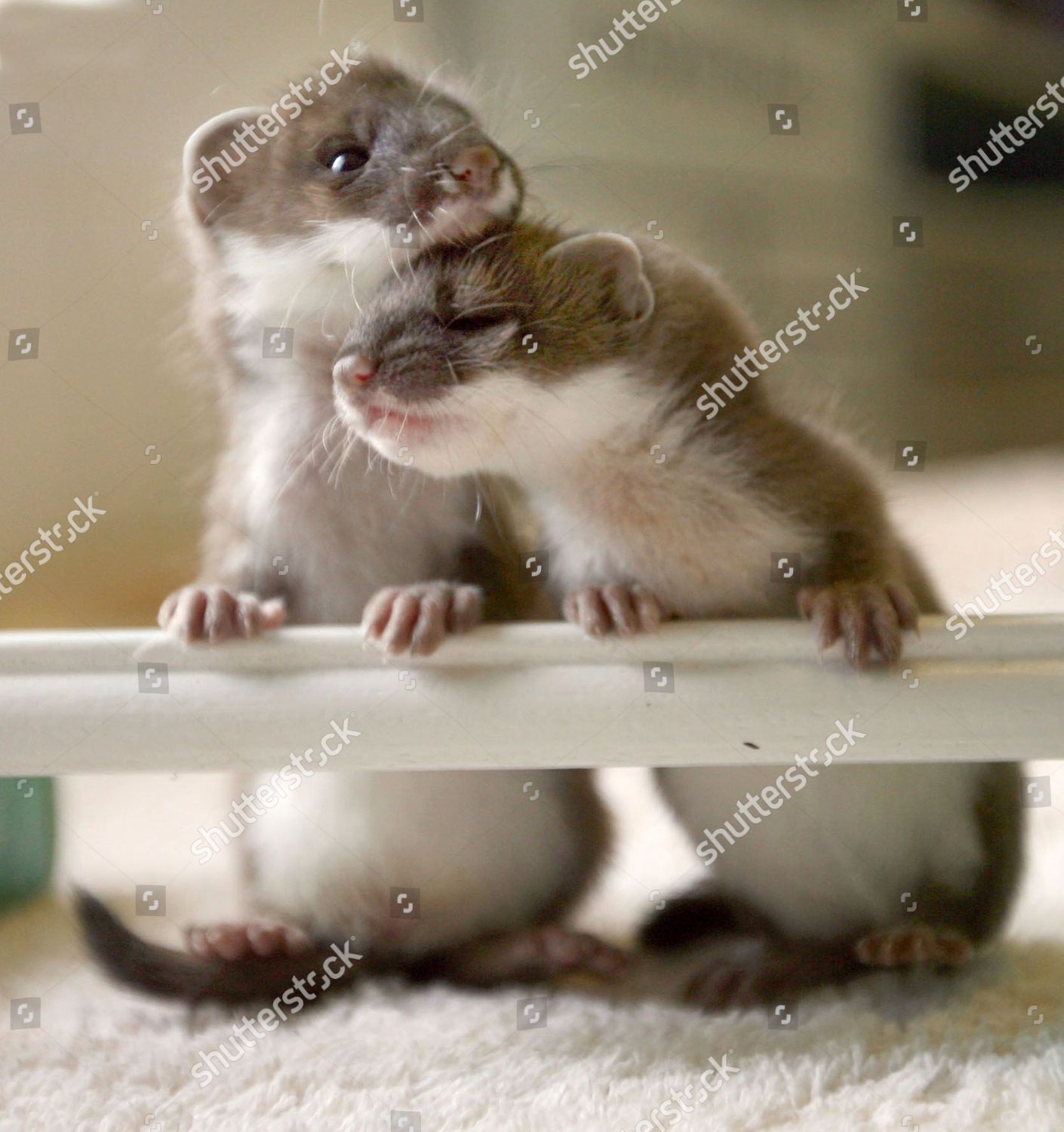 Two Baby Stoats Editorial Stock Photo - Stock Image | Shutterstock