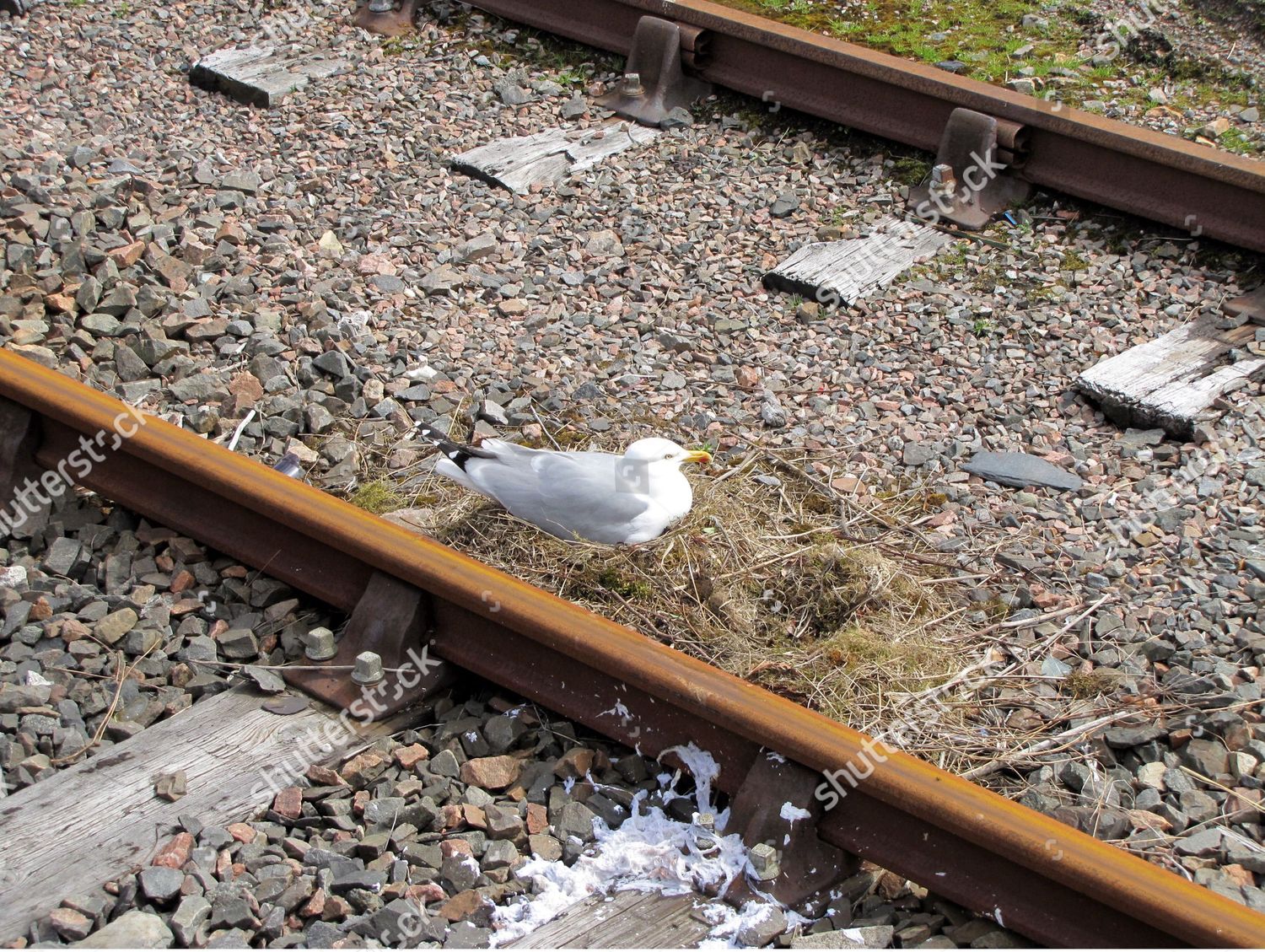 Seagull Sitting On Nest By Train Editorial Stock Photo - Stock Image ...