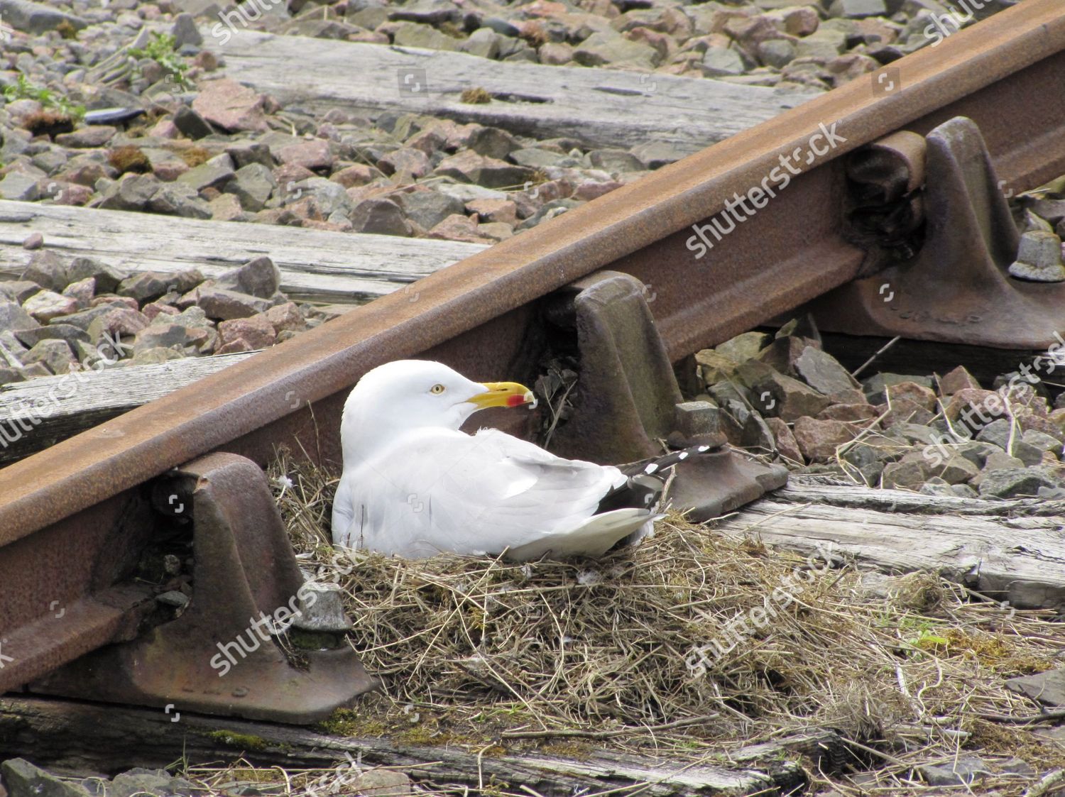 Seagull Sitting On Nest By Train Editorial Stock Photo - Stock Image ...