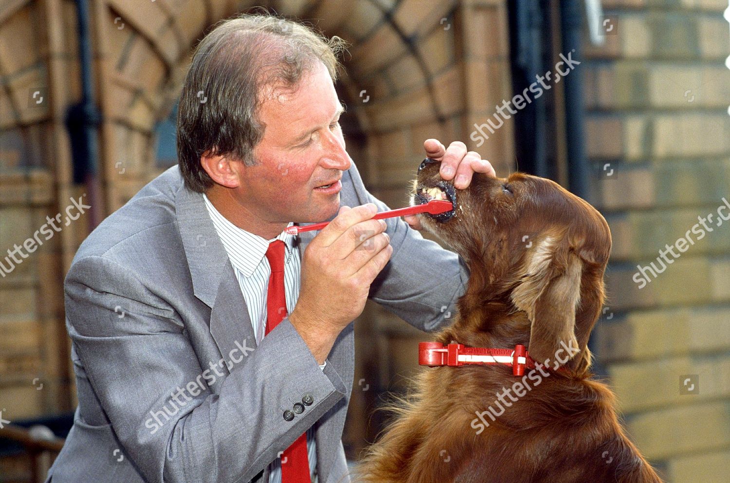 Doctor Roger Mugford Brushing Dogs Teeth Editorial Stock Photo - Stock ...