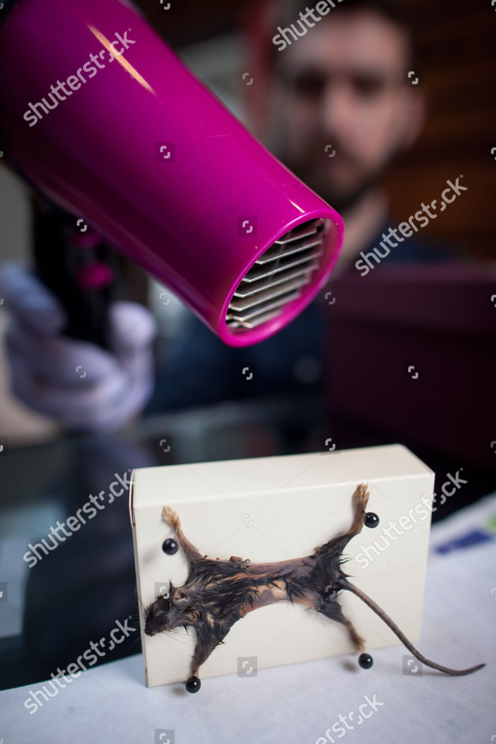 Common Field Mouse Dried Out Hair Editorial Stock Photo - Stock Image ...