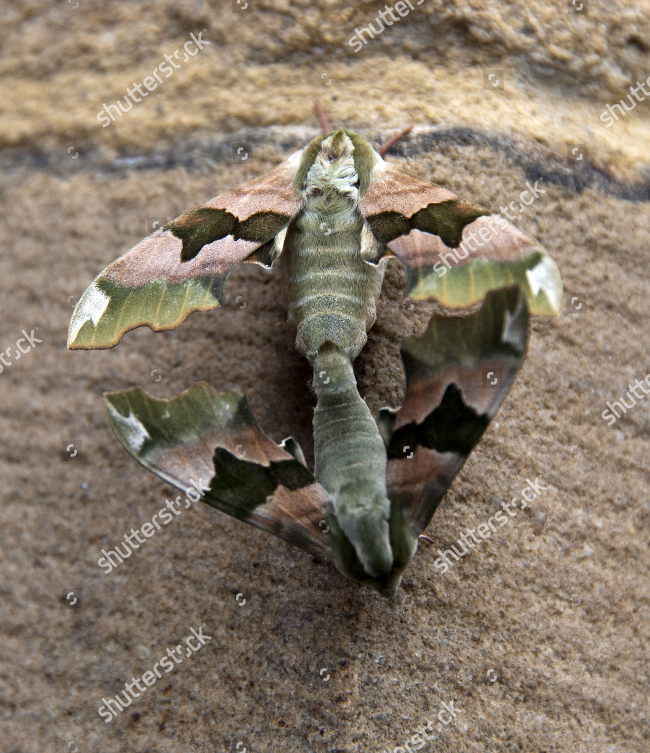 Lime Hawk Moths Mating Seen On Editorial Stock Photo - Stock Image ...