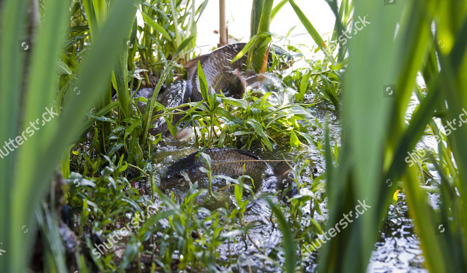 Amazing Spectacle Fish Spawning On Hot Editorial Stock Photo - Stock ...