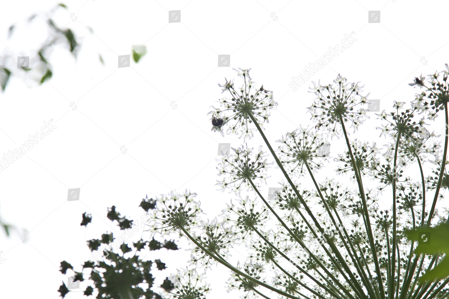 Hogweed Plant Has Toxic Sap Which Editorial Stock Photo - Stock Image ...