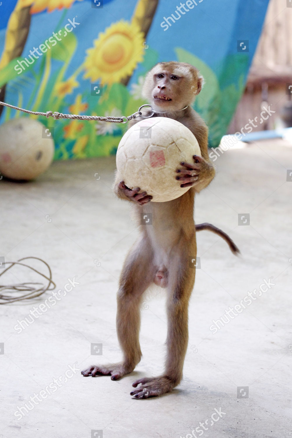 Kwan Monkey Playing Basketball Editorial Stock Photo - Stock Image ...