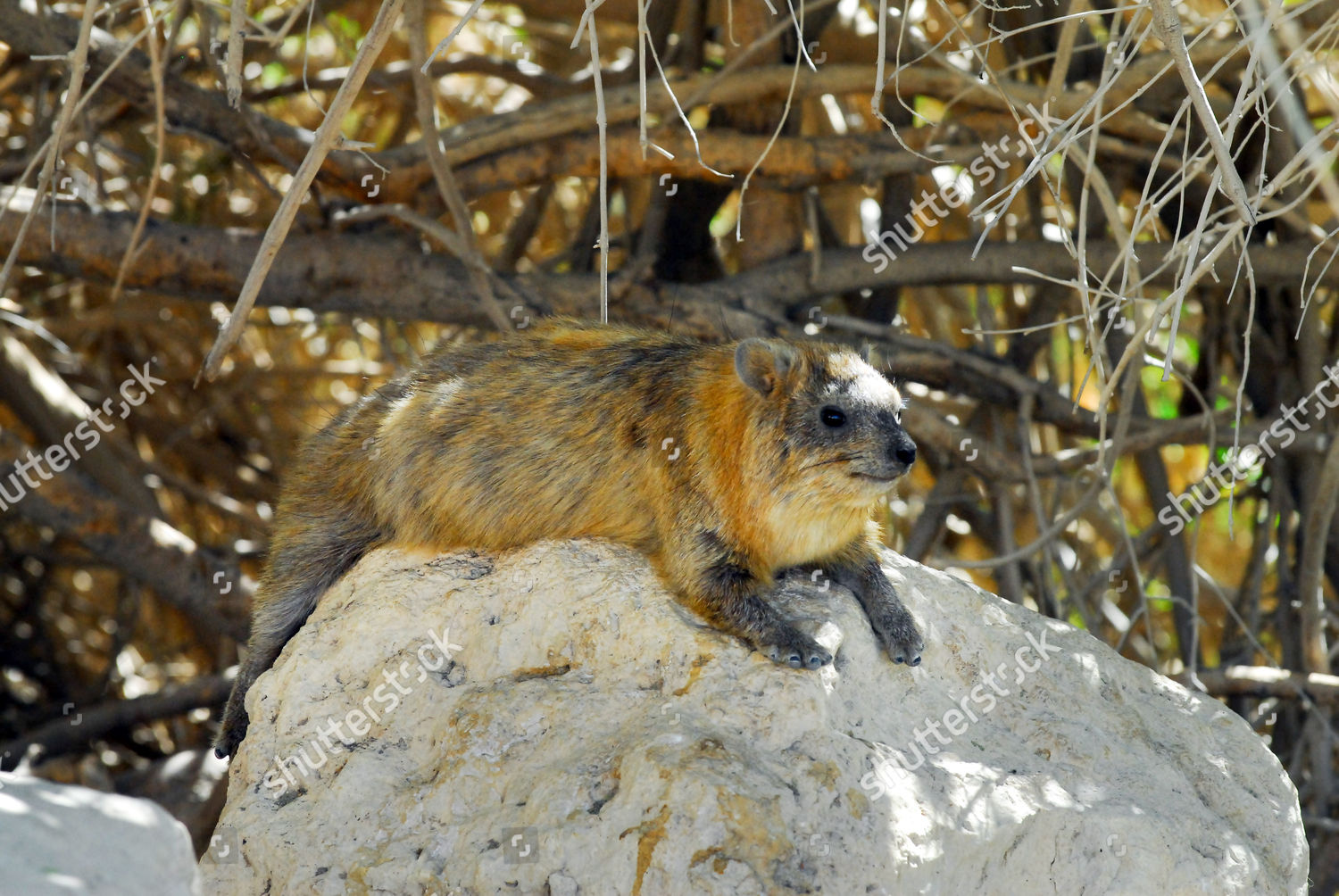 Rock Hyrax His Natural Habitat Israel Editorial Stock Photo - Stock ...