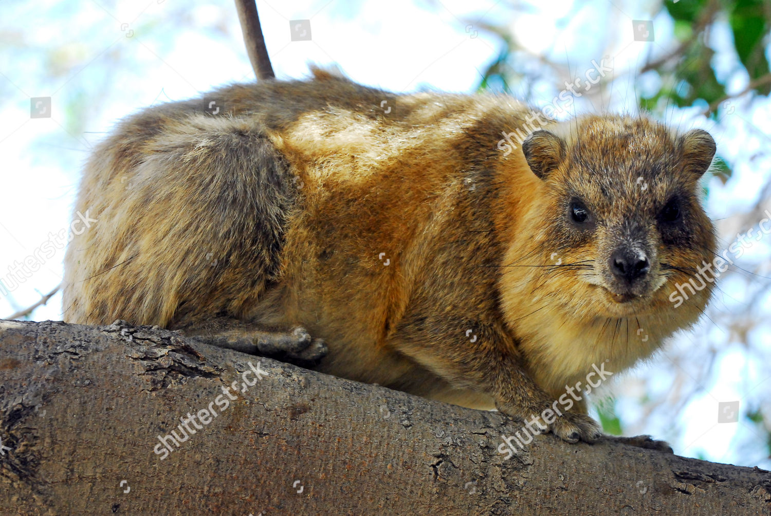 Rock Hyrax His Natural Habitat Dead Editorial Stock Photo - Stock Image ...