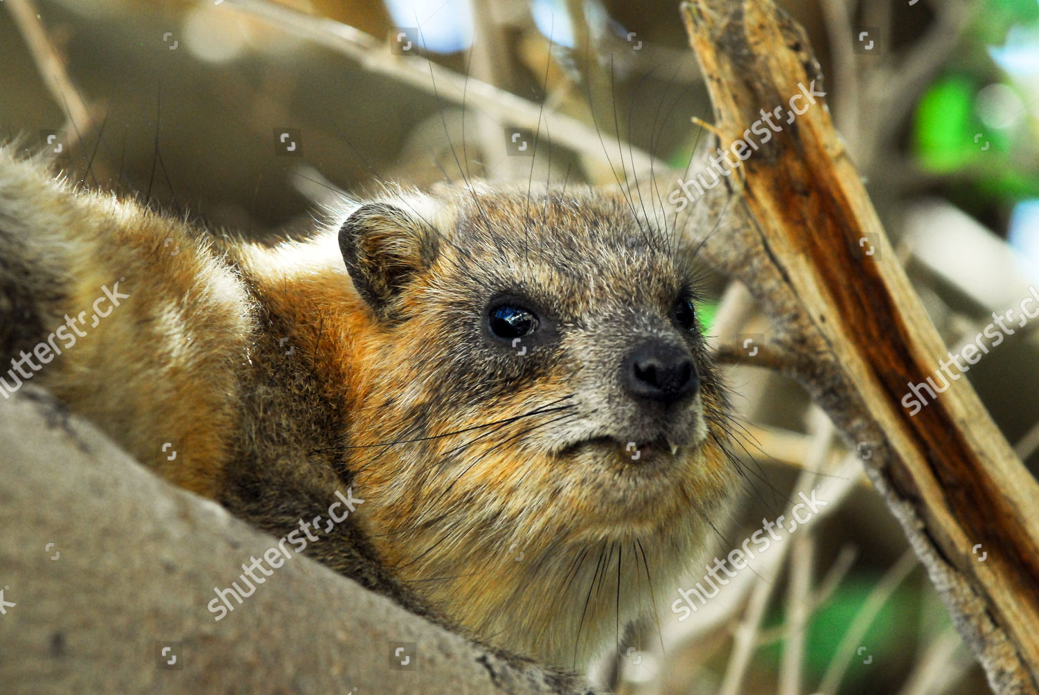 Rock Hyrax His Natural Habitat Israel Editorial Stock Photo - Stock ...