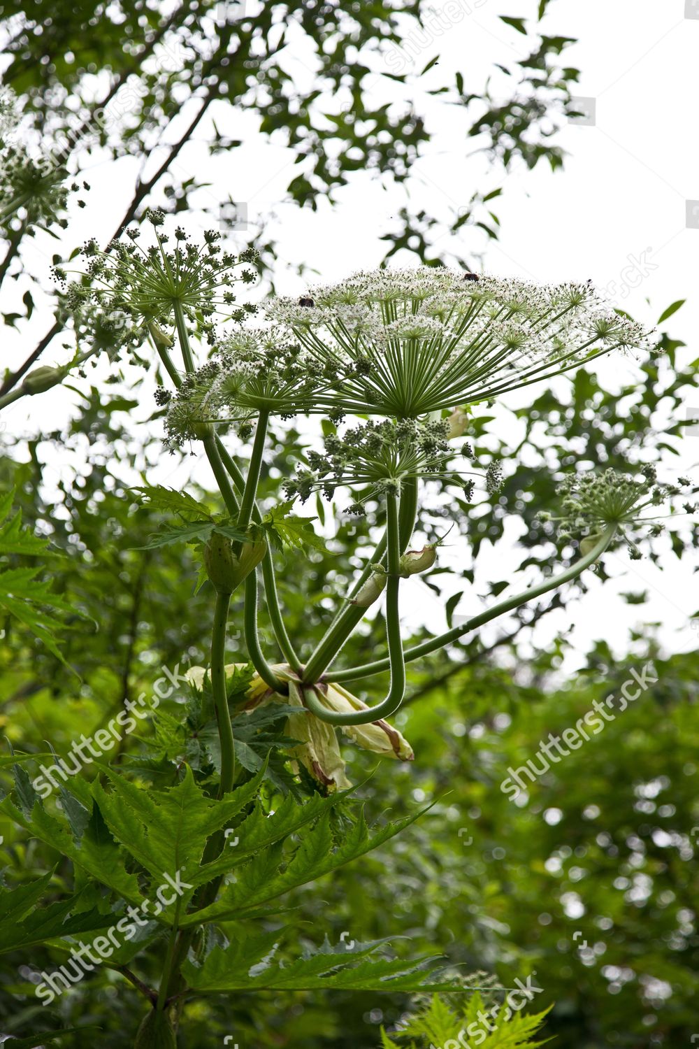 Hogweed Plant Has Toxic Sap Which Editorial Stock Photo - Stock Image ...