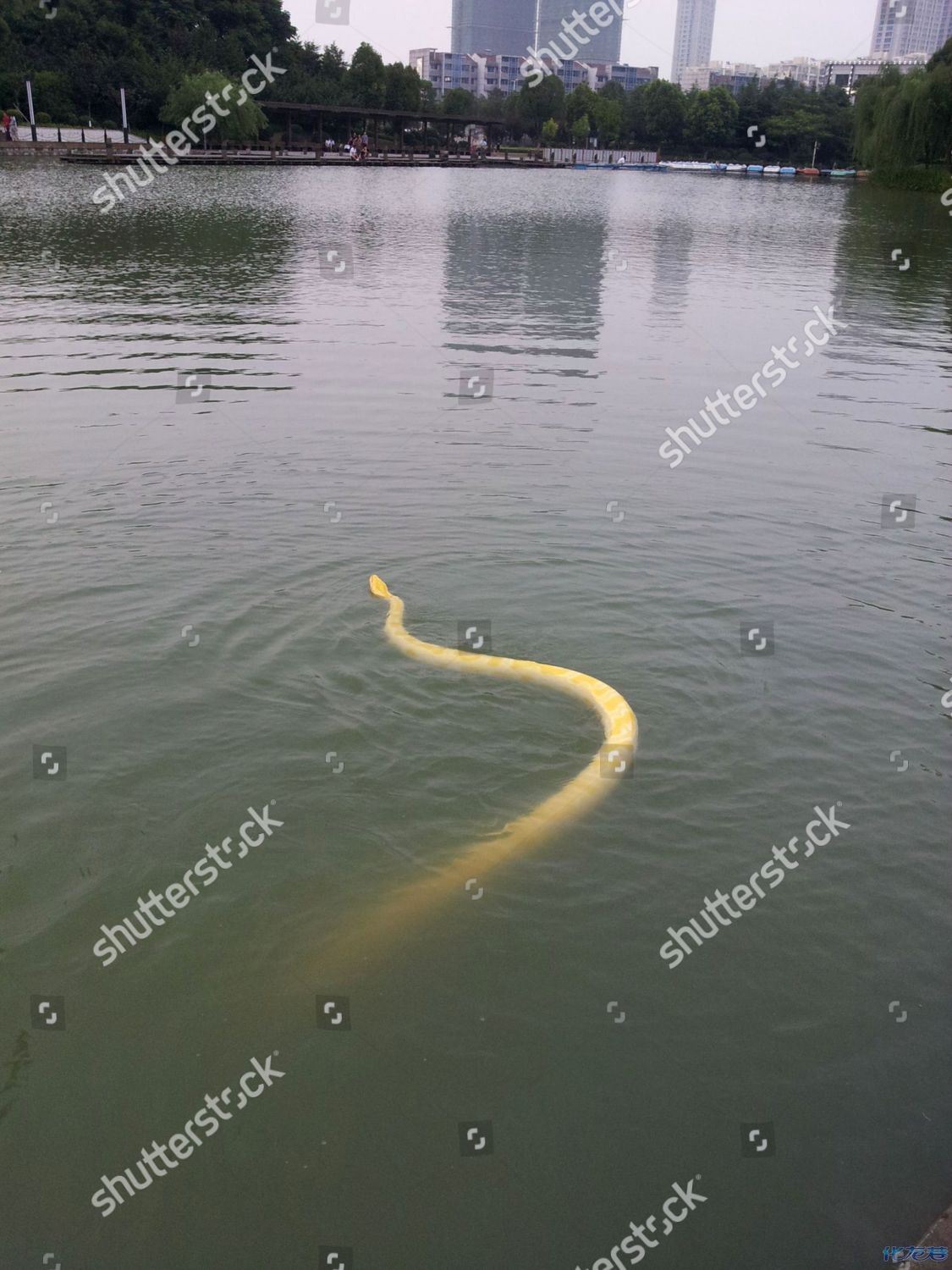 Python Swimming Lake Editorial Stock Photo - Stock Image | Shutterstock