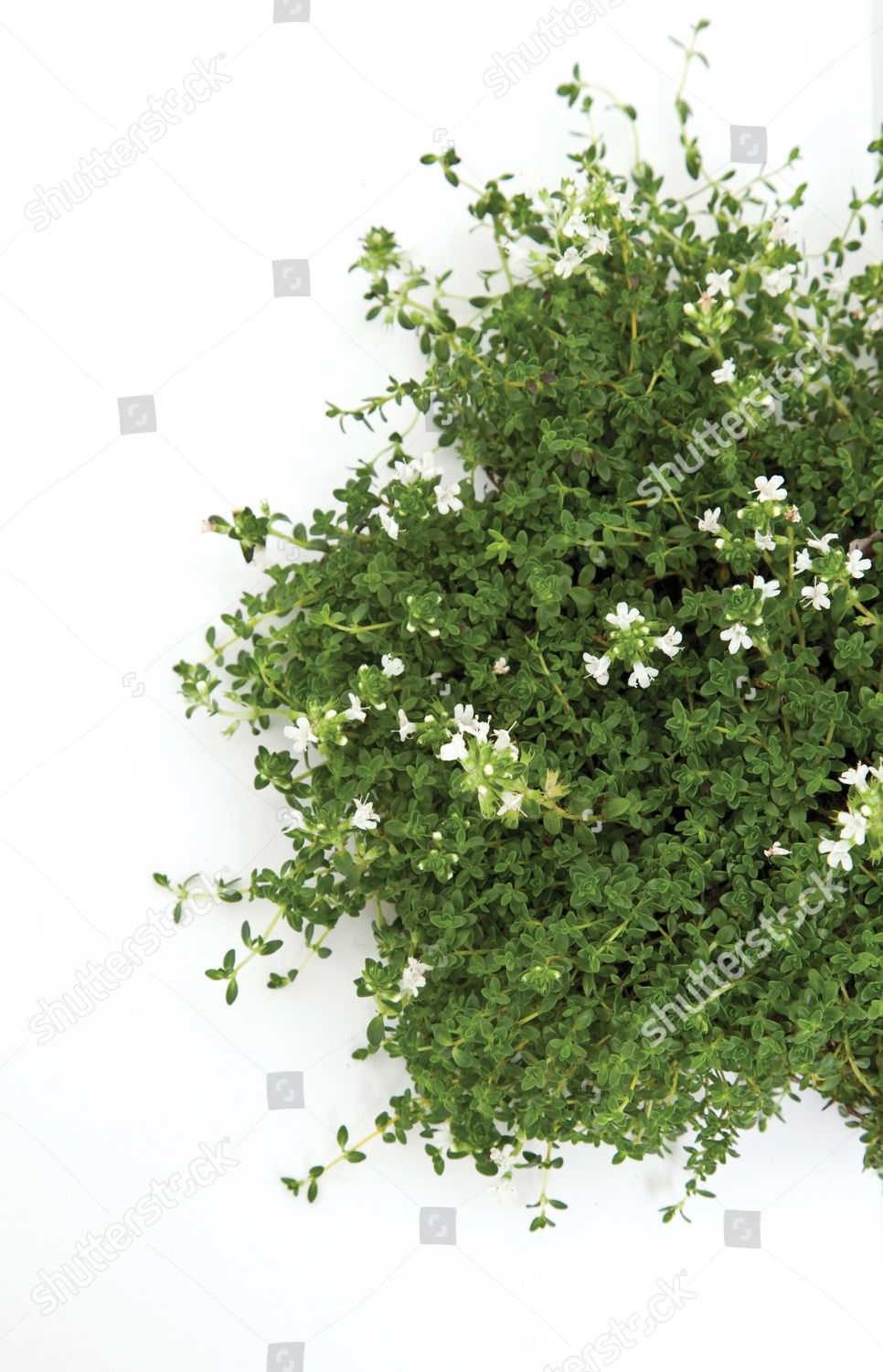 Thymus Serpyllum Alba White Thyme Editorial Stock Photo - Stock Image ...