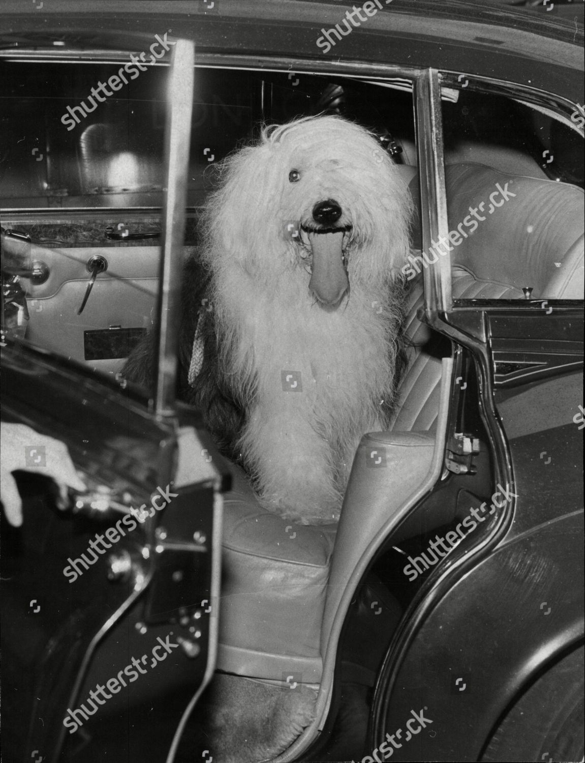 Old English Sheepdog Dash Dulux Dog Editorial Stock Photo - Stock Image ...