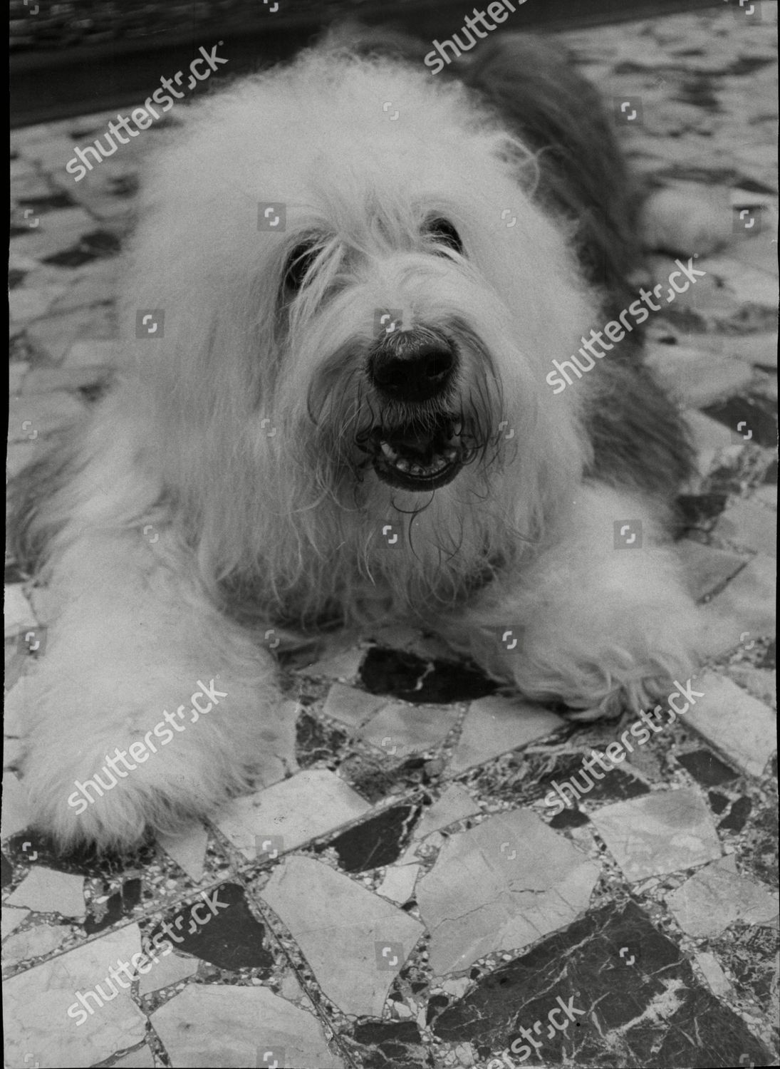 Dash Dulux Dog Old English Sheepdog Editorial Stock Photo - Stock Image ...