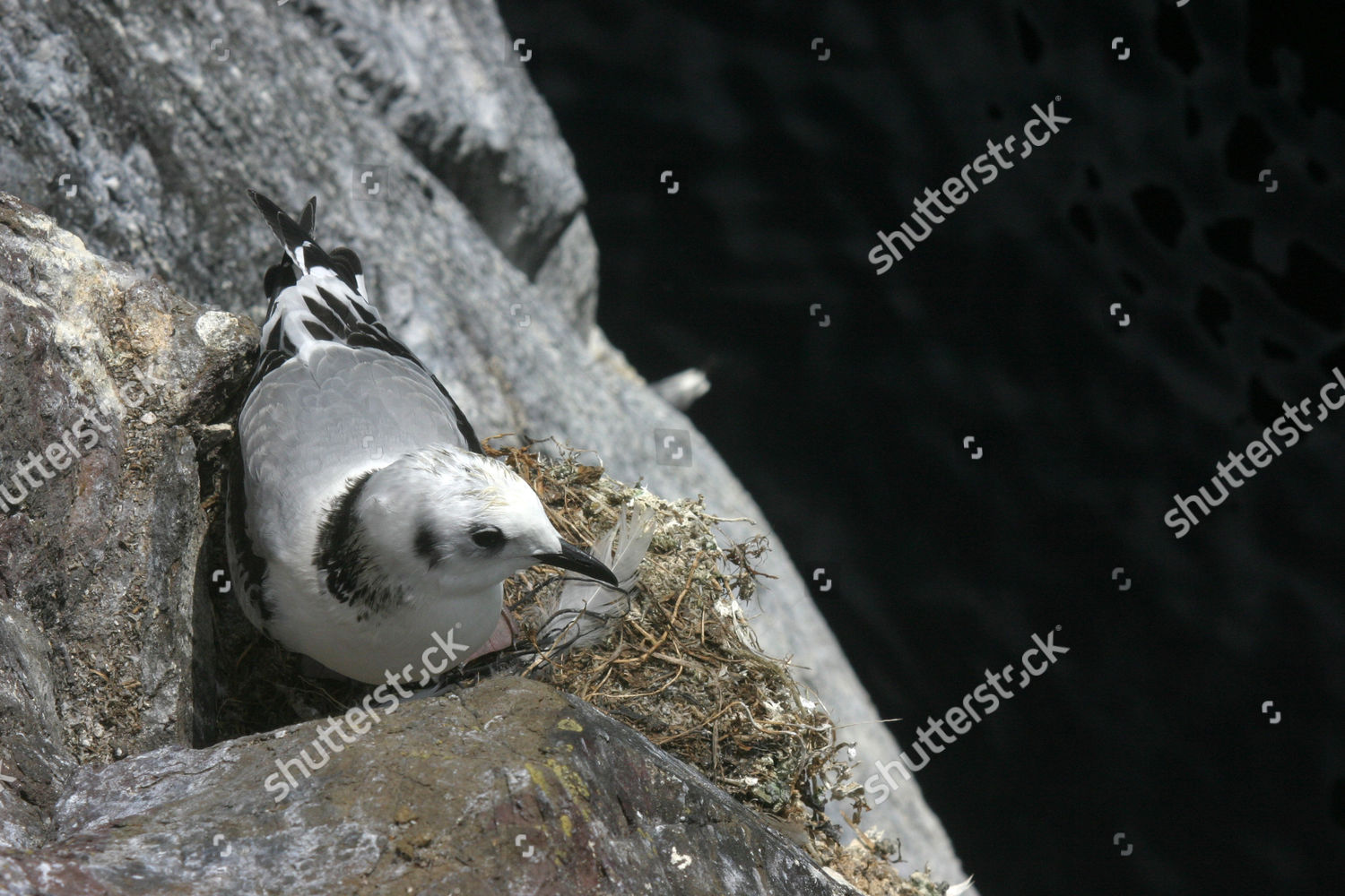 Farne Islands Northumbria Britain Seagull Nesting Editorial Stock Photo ...