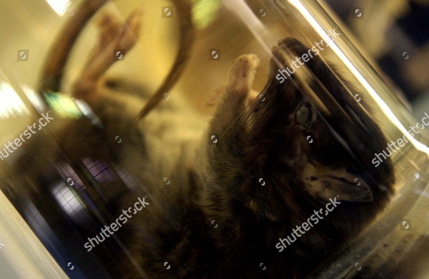 Barcode Life Initiative Natural History Museum Editorial Stock Photo ...
