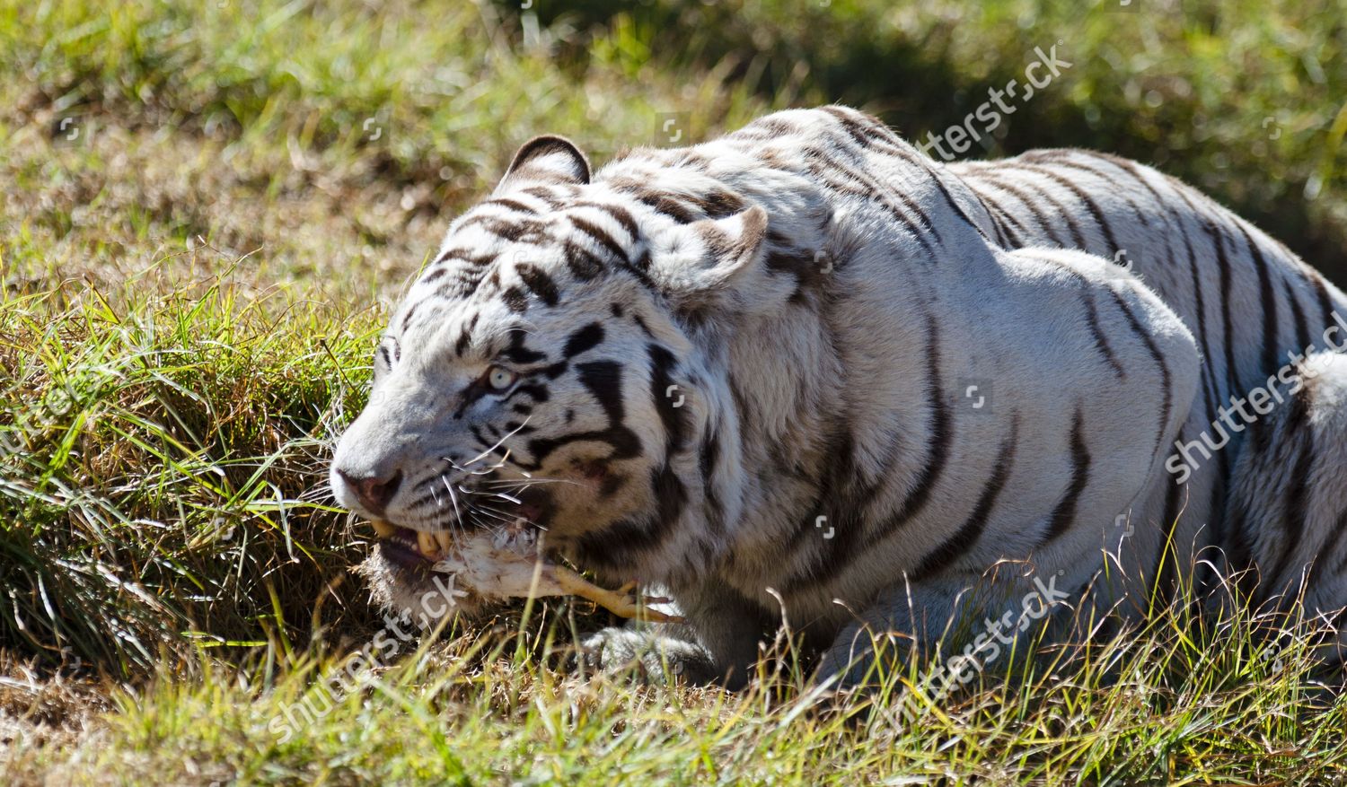 National Zoos New Male White Tiger Editorial Stock Photo - Stock Image ...