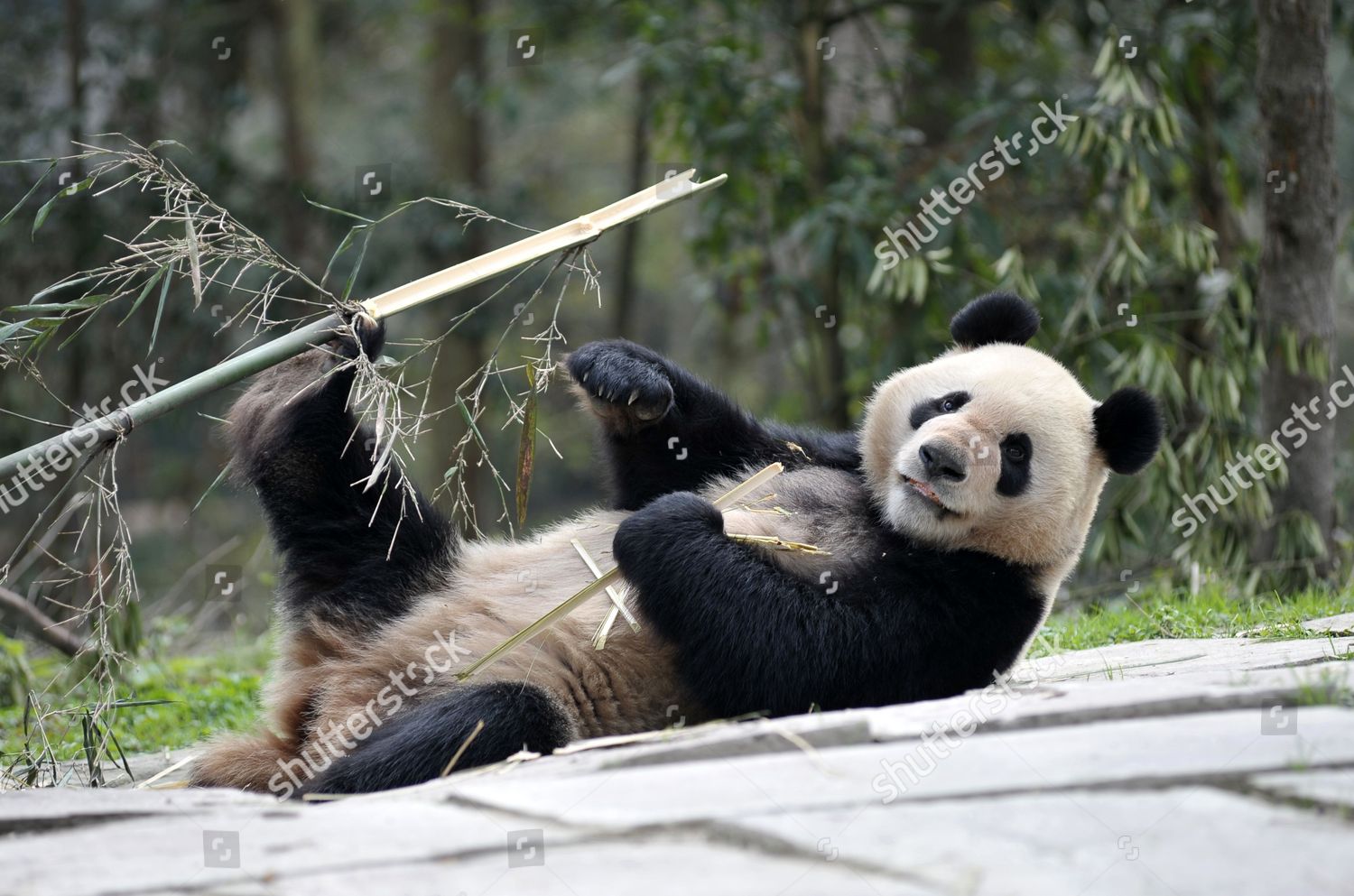 Panda Kai Kai Editorial Stock Photo - Stock Image | Shutterstock