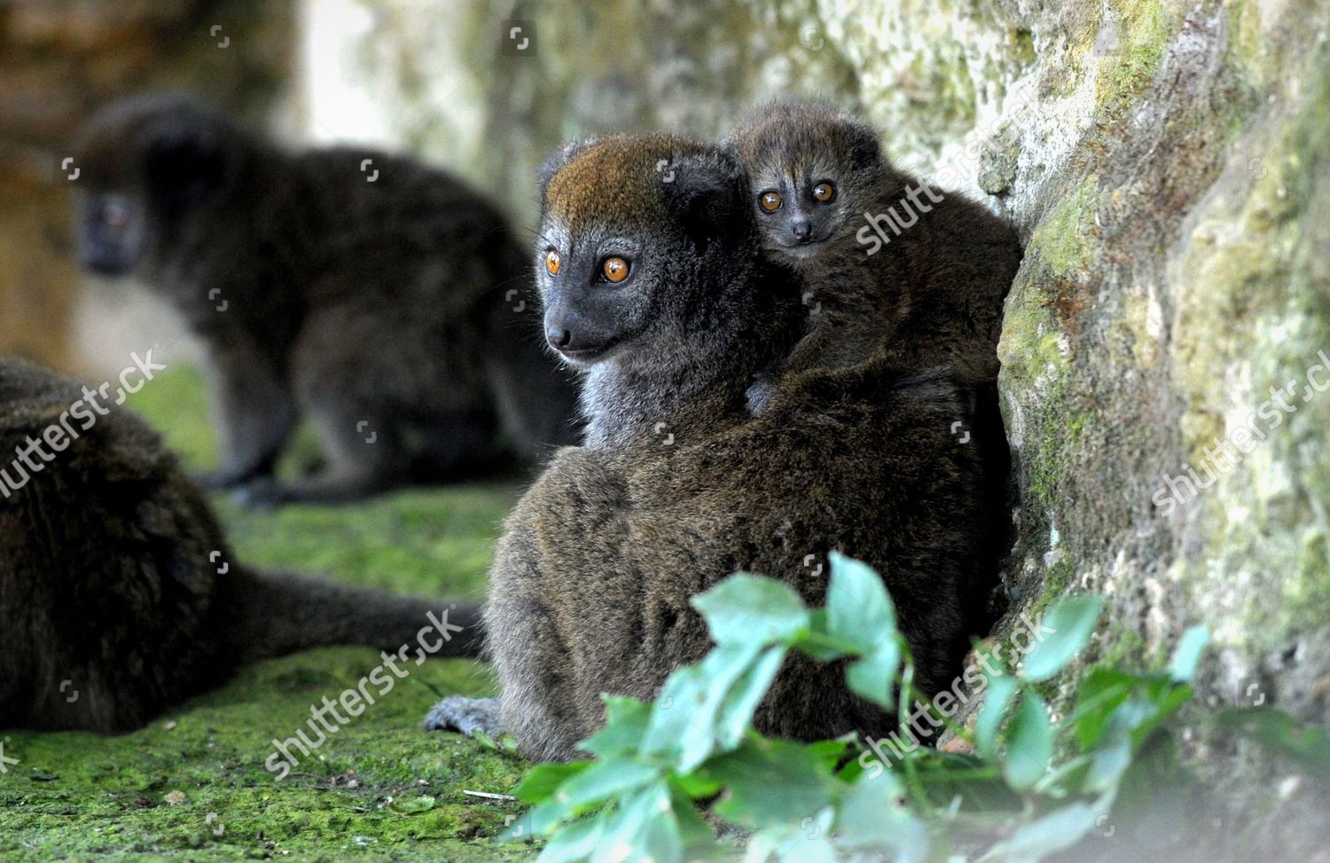 Baby Alaotran Gentle Lemur Raiky Rides Editorial Stock Photo - Stock ...