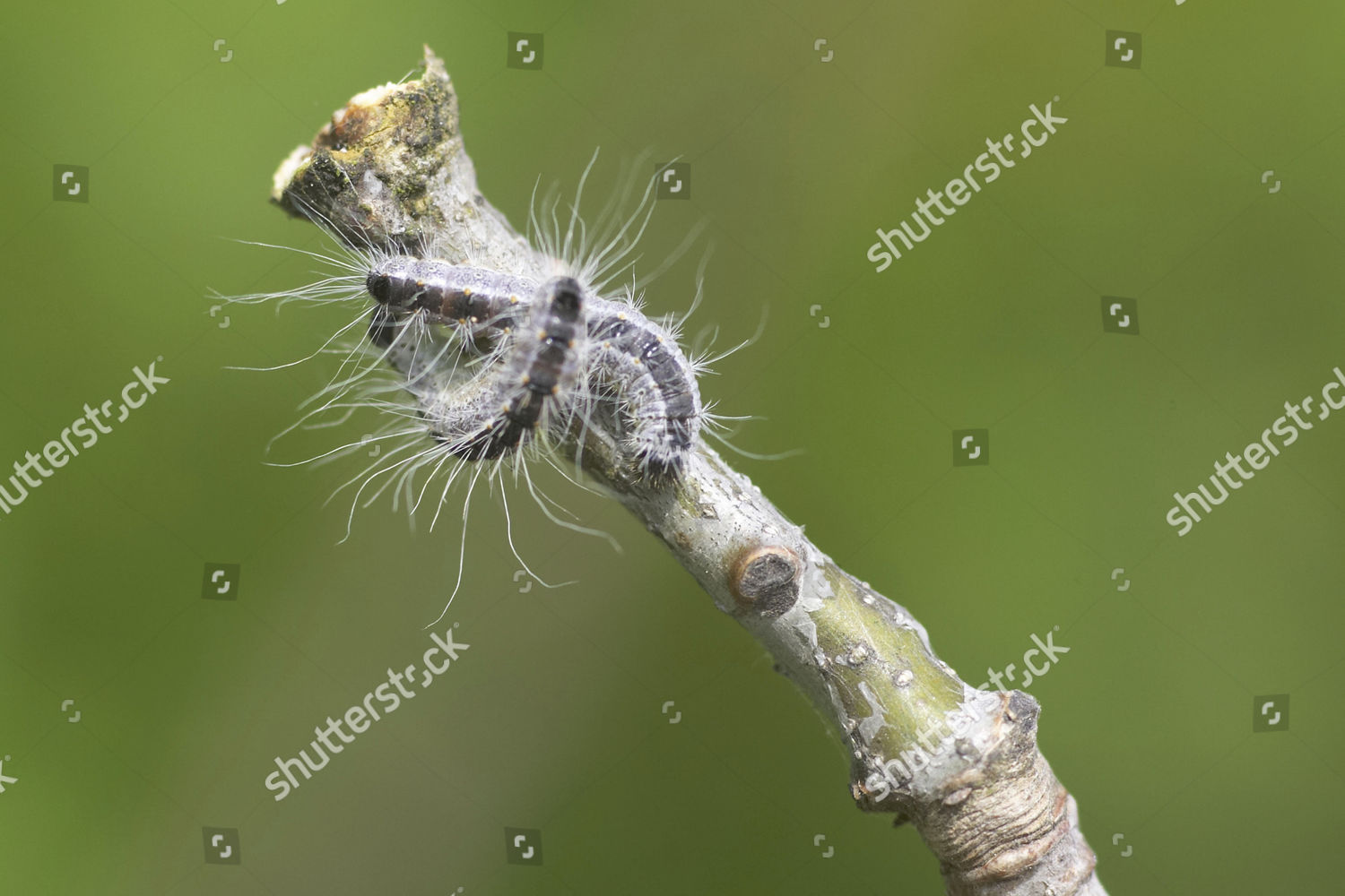 19052005 Oak Procession Moths On Oak Editorial Stock Photo - Stock ...