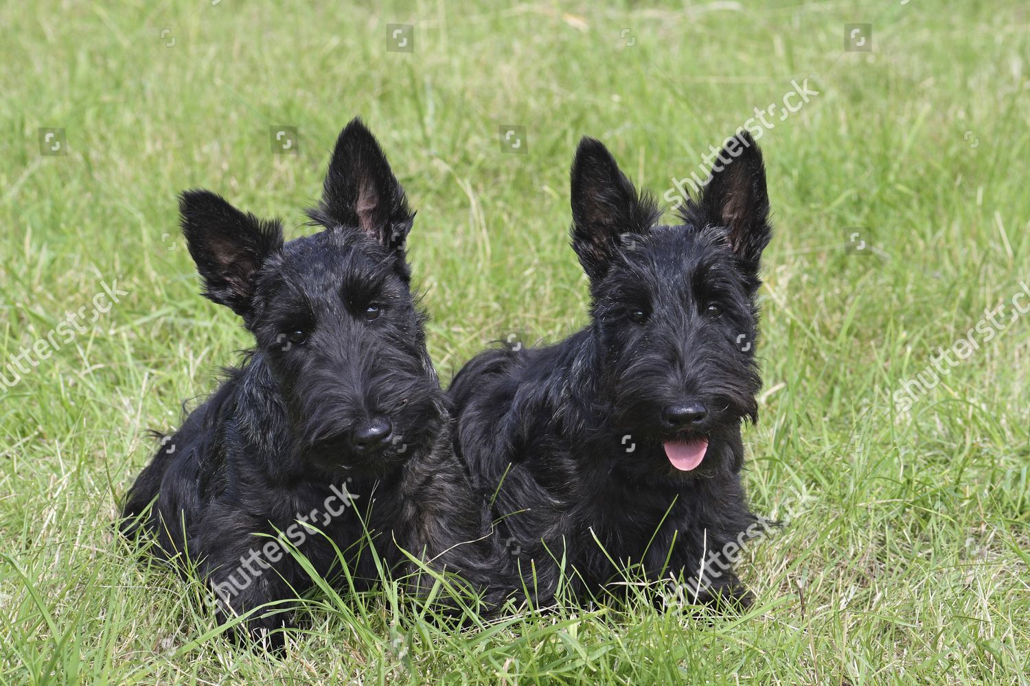 2 Scottish Terriers 4 Months Old Editorial Stock Photo - Stock Image ...