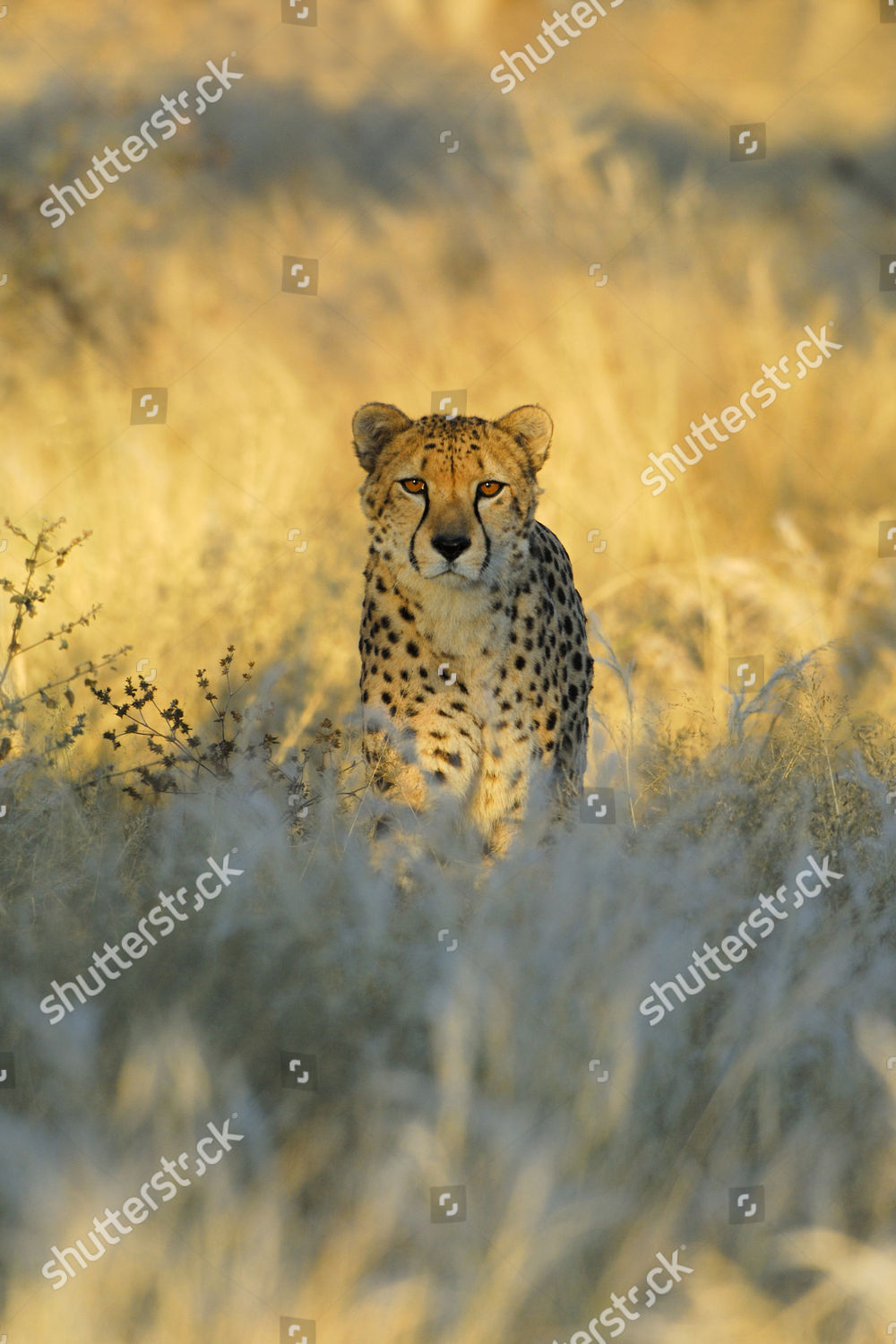 Stalking Cheetah Acinonyx Jubatus First Morning Editorial Stock Photo ...