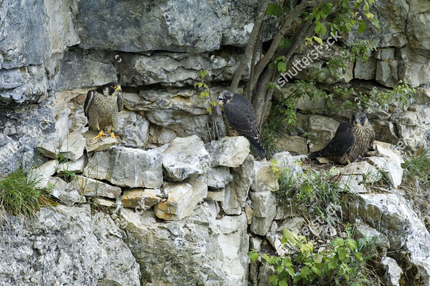 Peregrine Falcons Adult Two Fledglings Eyrie Editorial Stock Photo ...