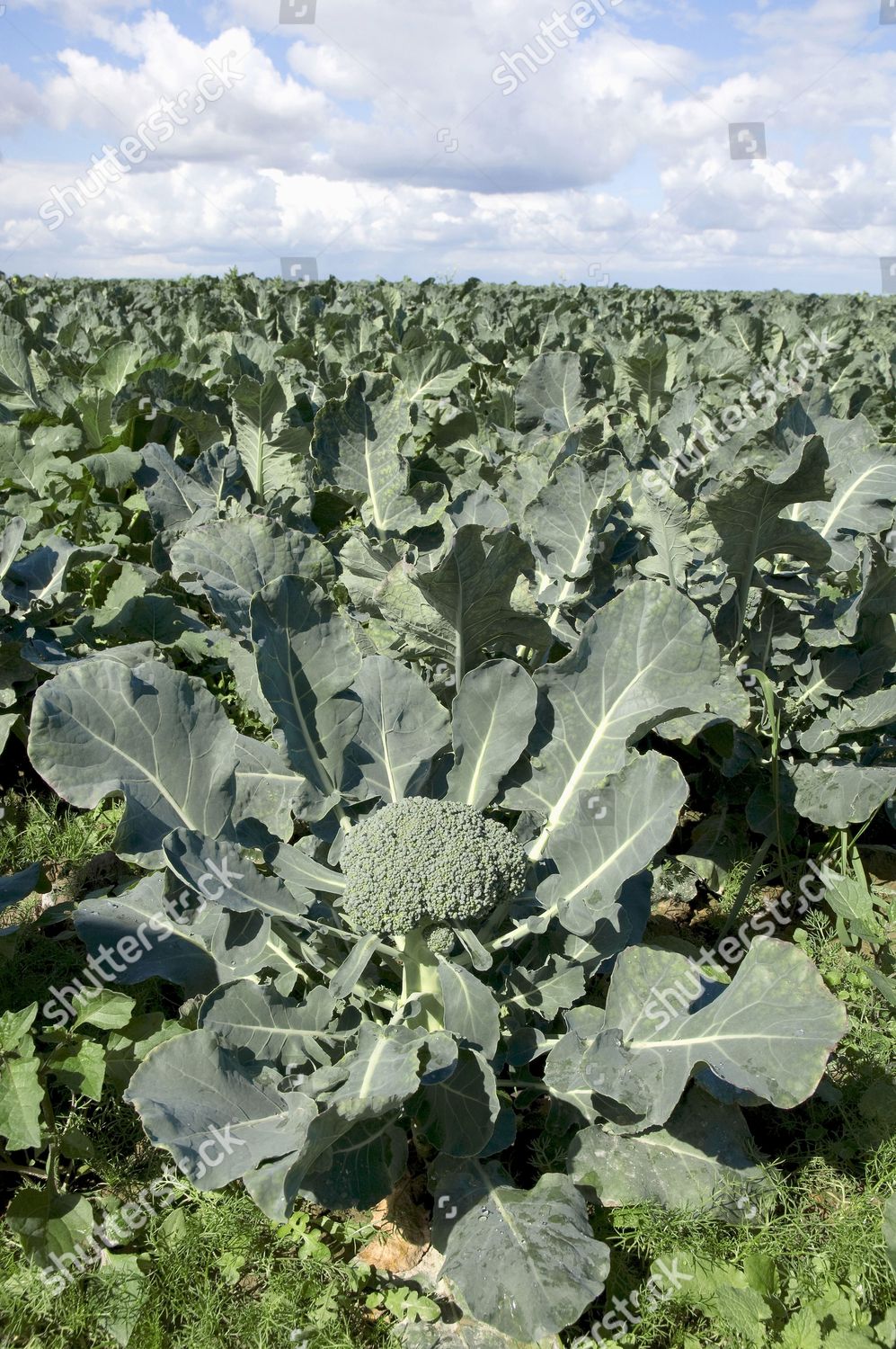 Field Broccoli Brassica Oleracea Var Italica Editorial Stock Photo ...