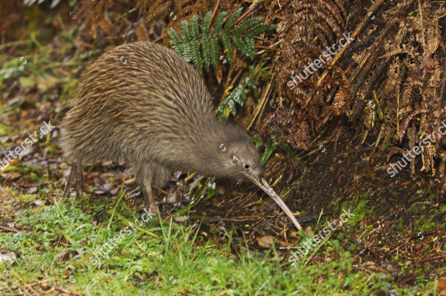 South Island Brown Kiwi Apteryx Australis Editorial Stock Photo - Stock ...