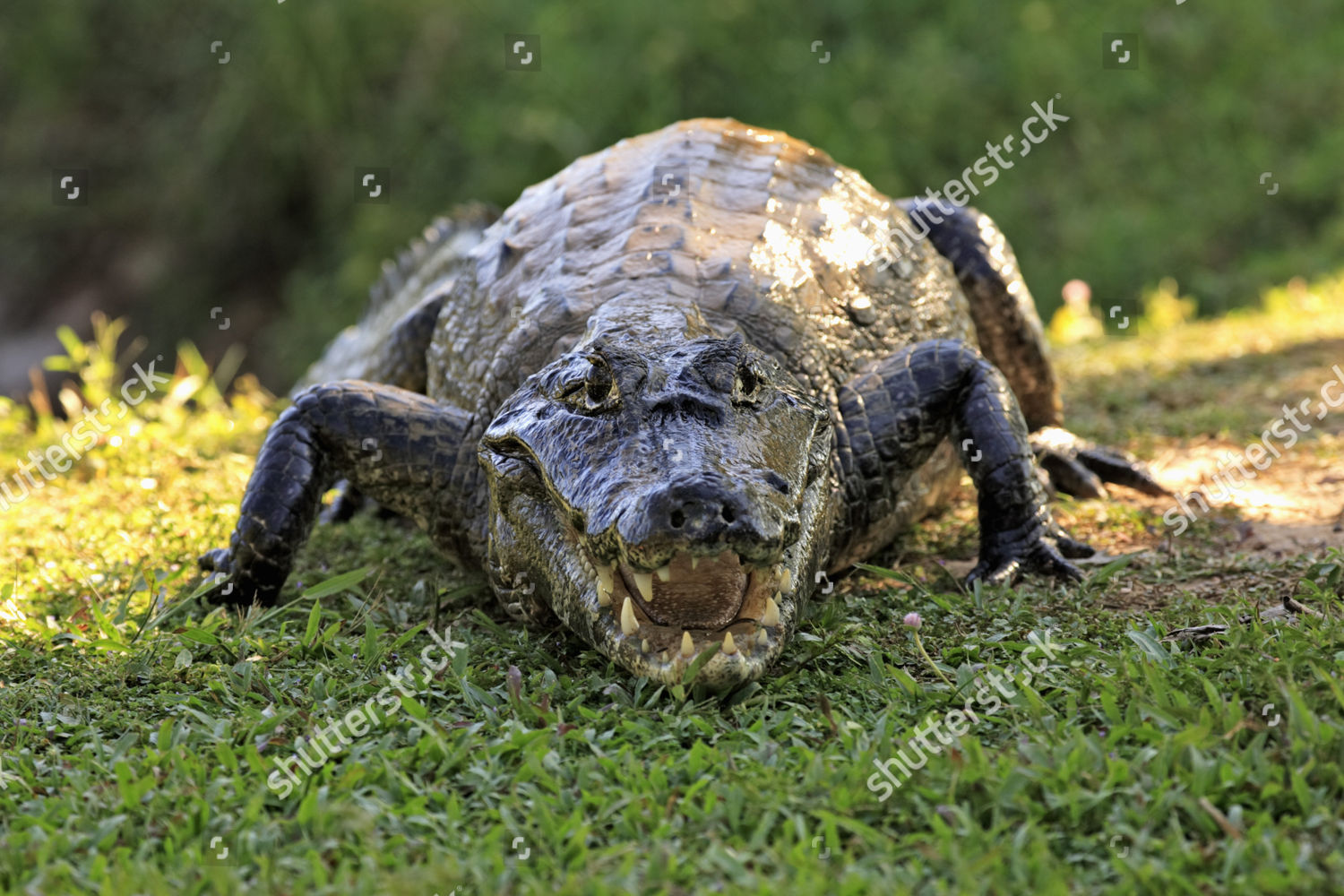 Paraguayan Caiman Caiman Yacare Adult Basking Editorial Stock Photo ...