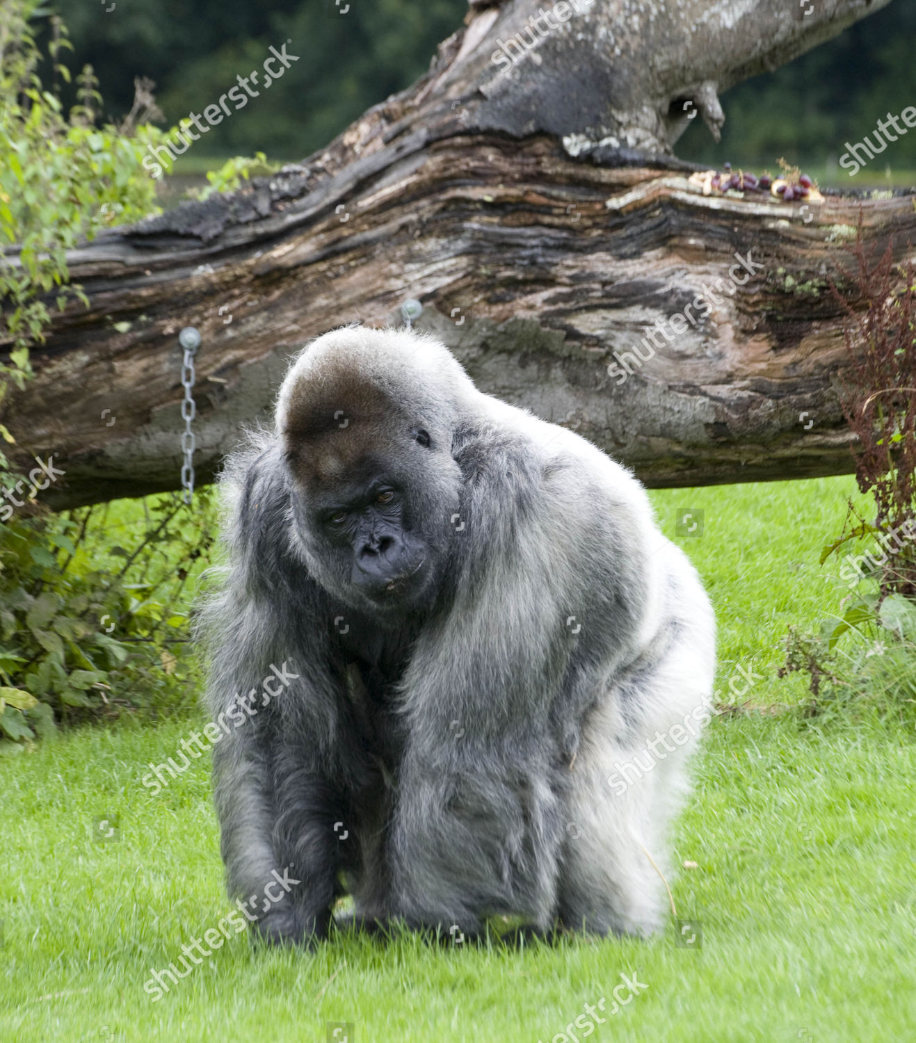 Longleat Safari Park Nico Silverback Gorilla Editorial Stock Photo ...