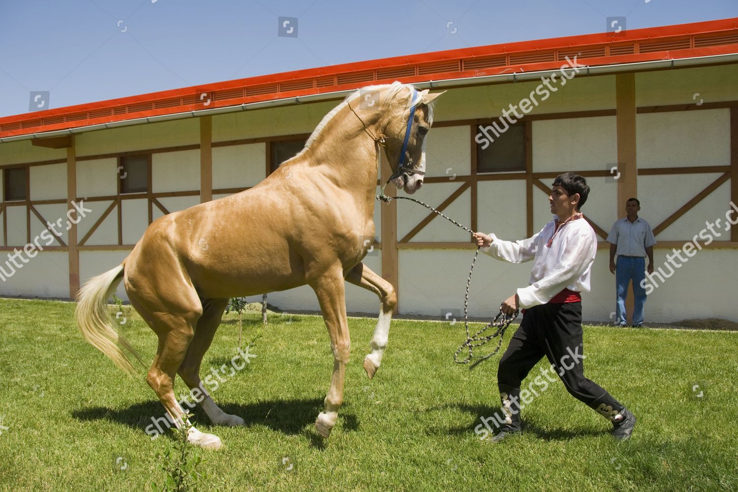 Ashgabat Akhalteke Horse Stud Farm Turkmenistan Editorial Stock Photo ...