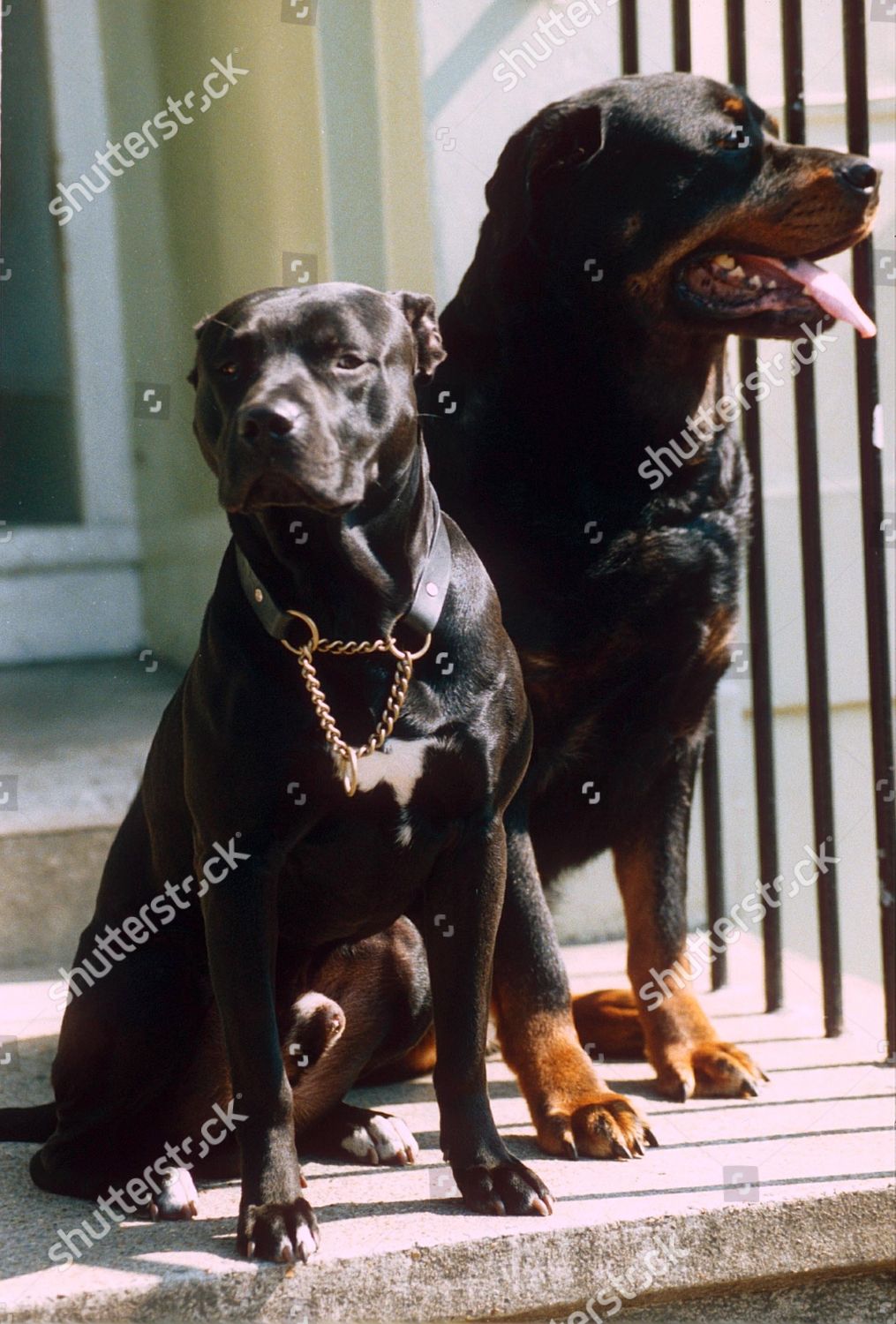 American Pit Bull Terrier Rottweiler Editorial Stock Photo - Stock ...