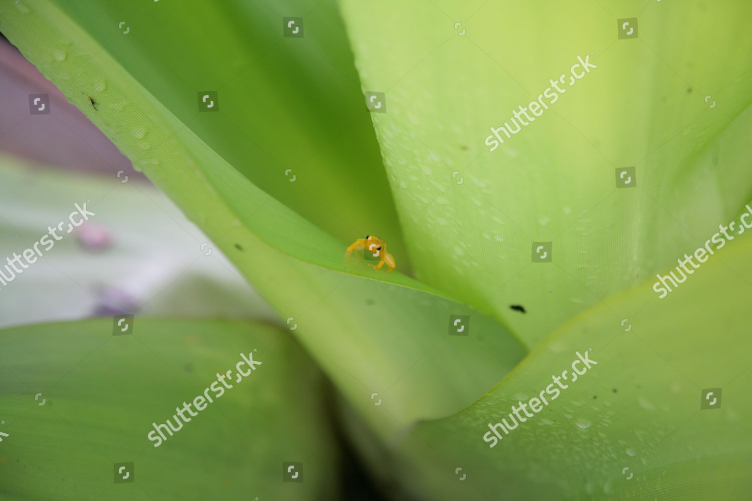 Pumpkin Toadlet Brachycephalus Ephippium Measuring 2 Editorial Stock ...