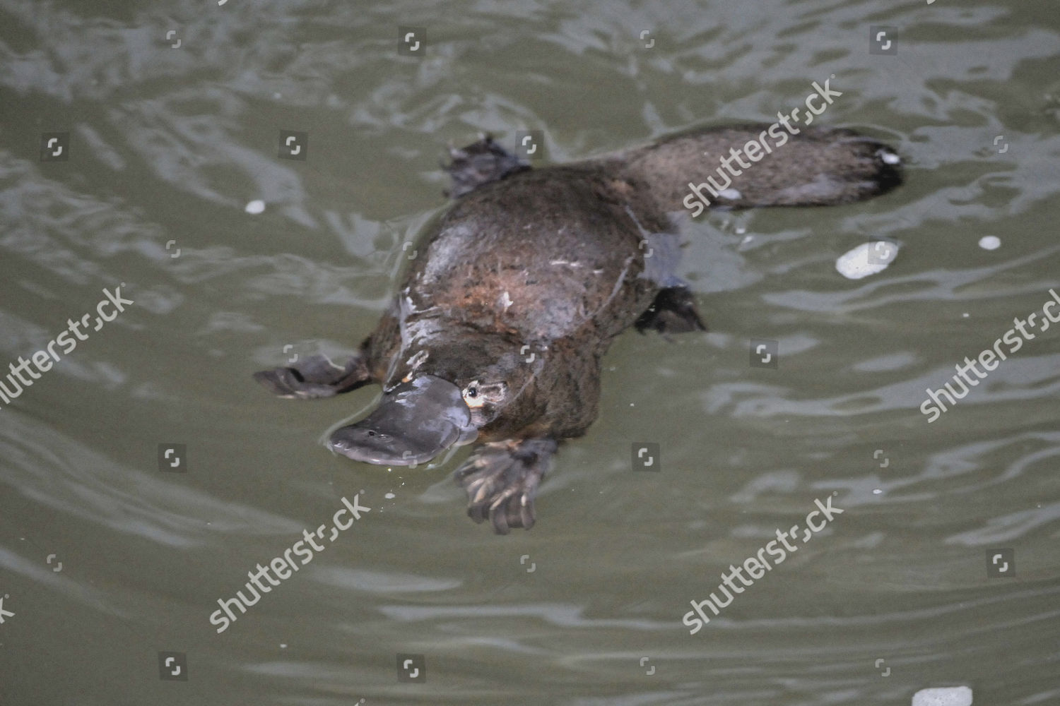 Platypus Ornithorhynchus Anatinus Natural Habitat Very Editorial Stock ...