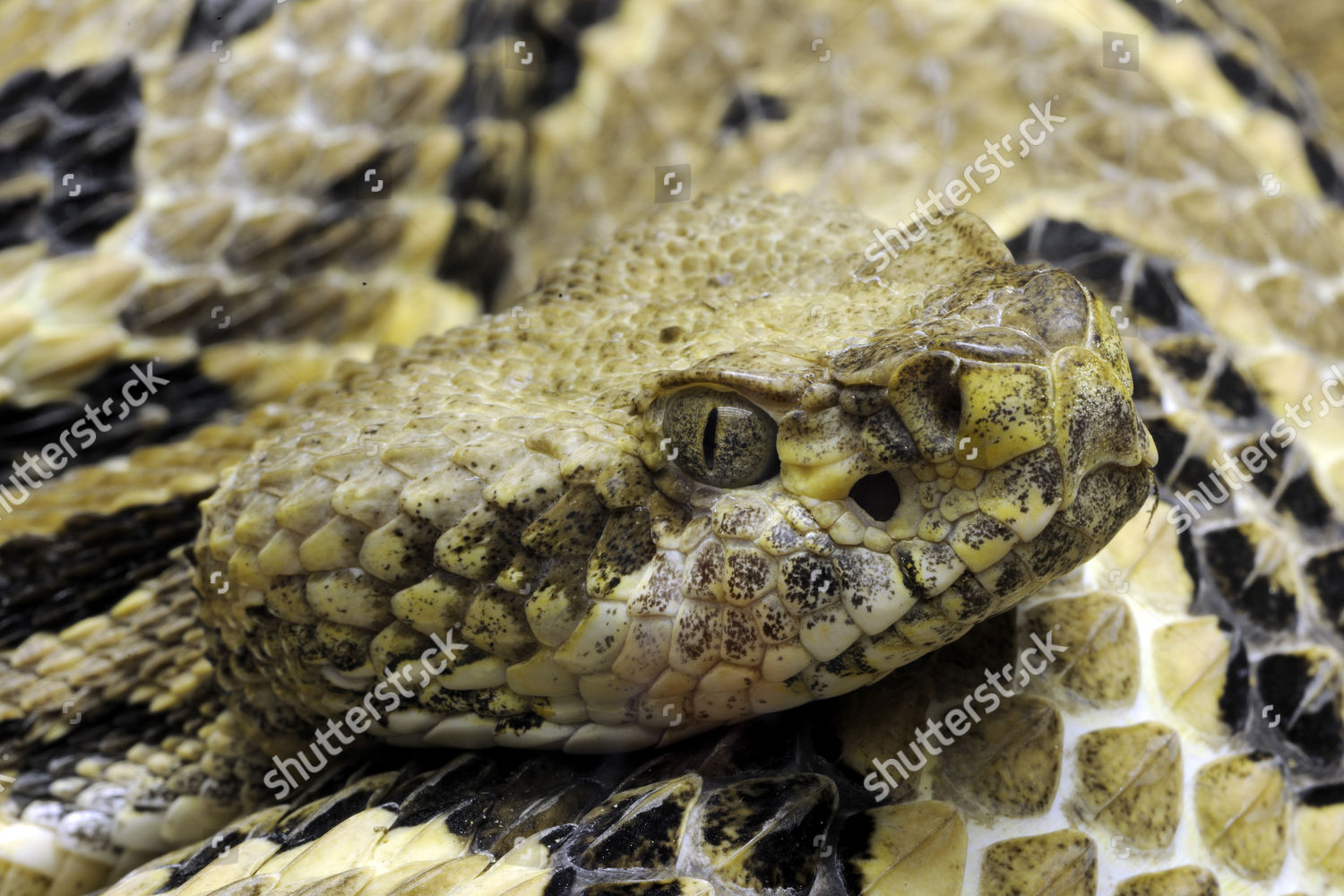 Timber Rattlesnake Canebrake Rattlesnake Banded Rattlesnake Editorial ...