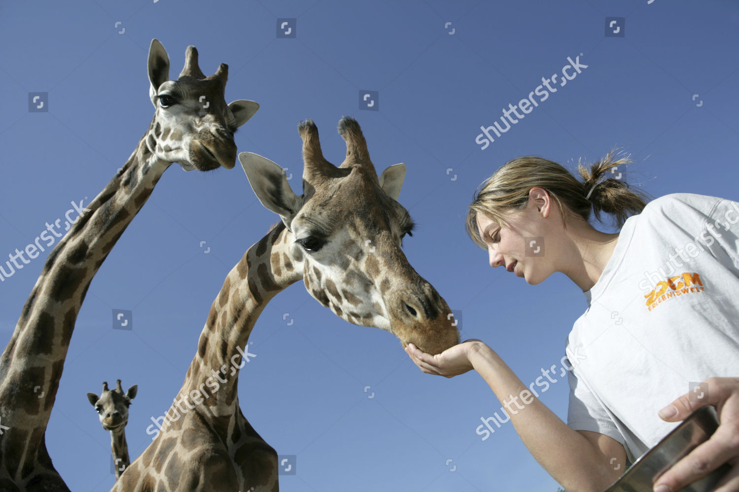 Zookeeper Giraffes Giraffa Camelopardalis Zoom Erlebniswelt Editorial ...