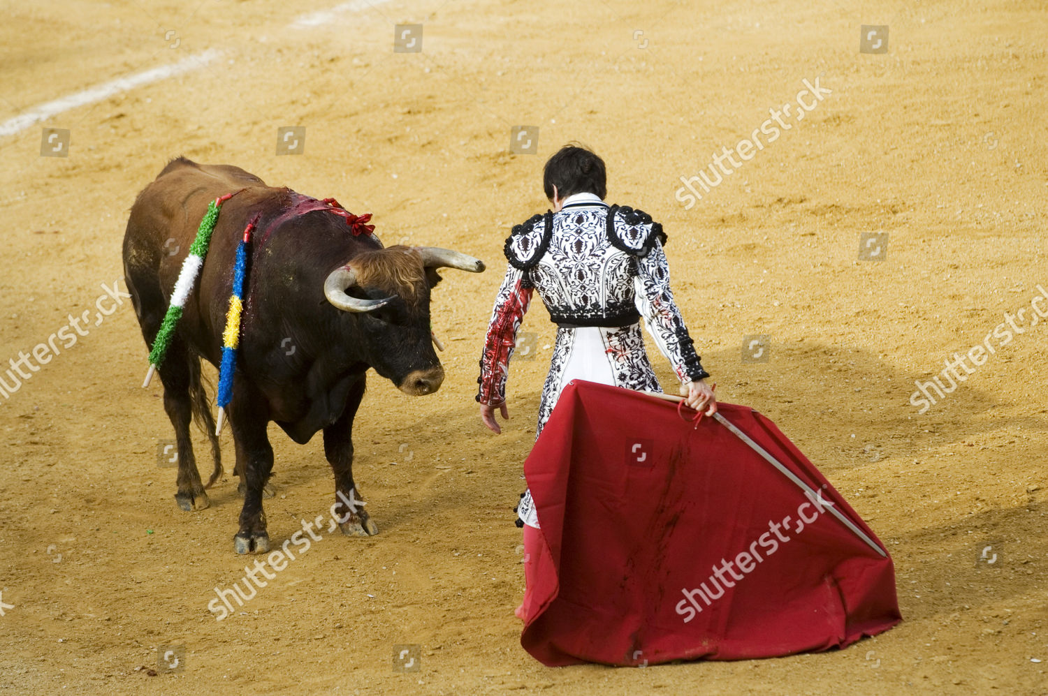 Torero Bull Bull Fight Benidorm Spain Editorial Stock Photo - Stock ...