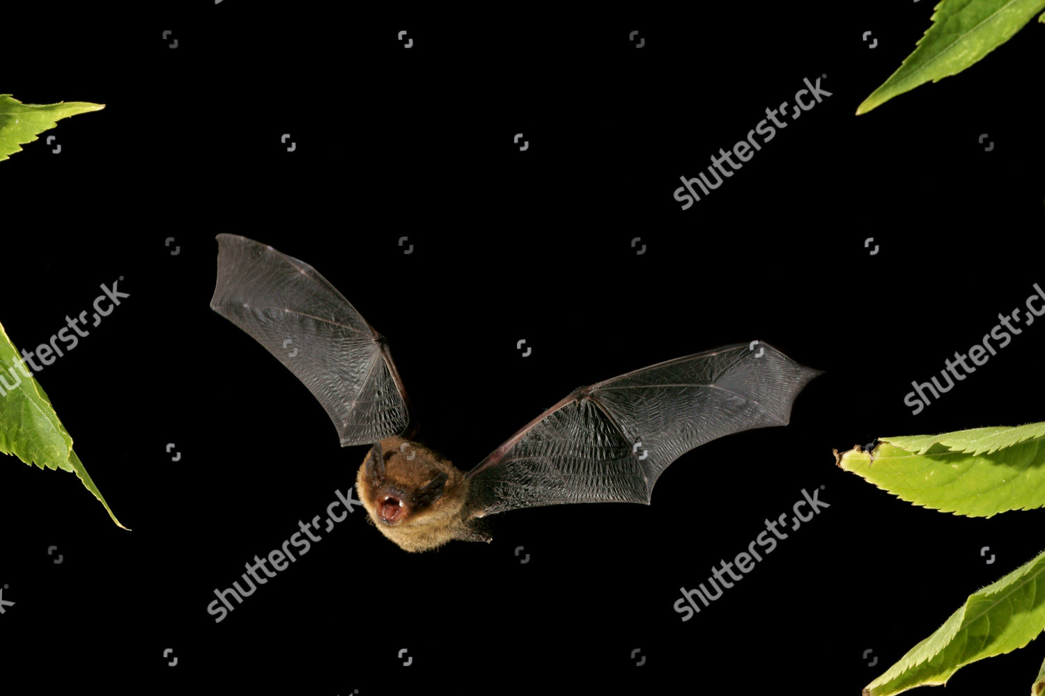 Soprano Pipistrelle Pipistrellus Pygmaeus Editorial Stock Photo - Stock ...