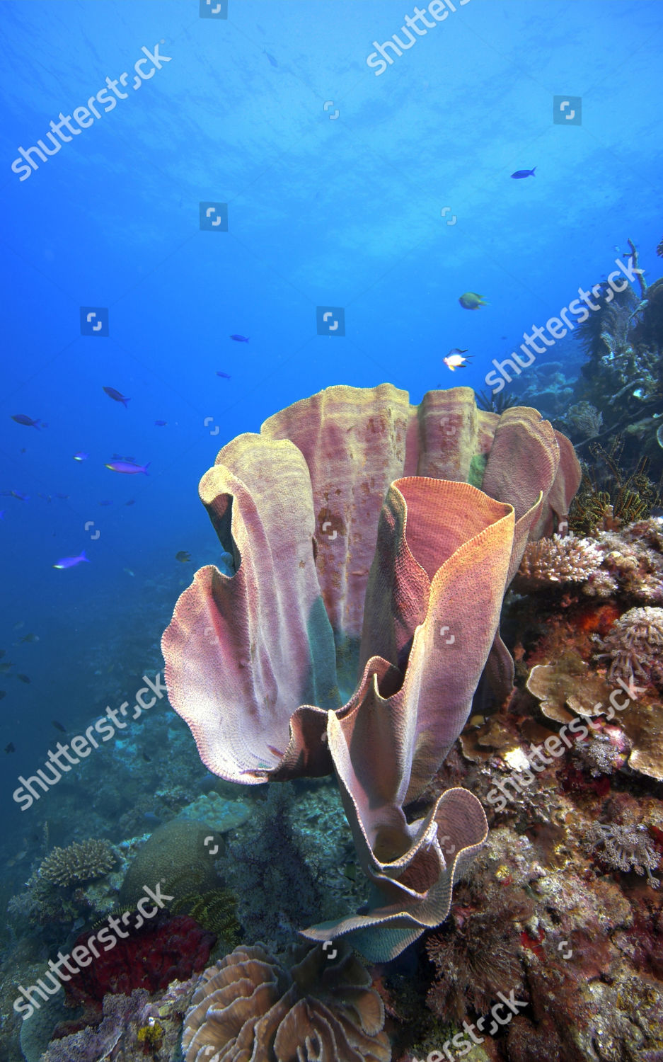 Elephant Ear Sponge Ianthella Basta Philippines Editorial Stock Photo ...