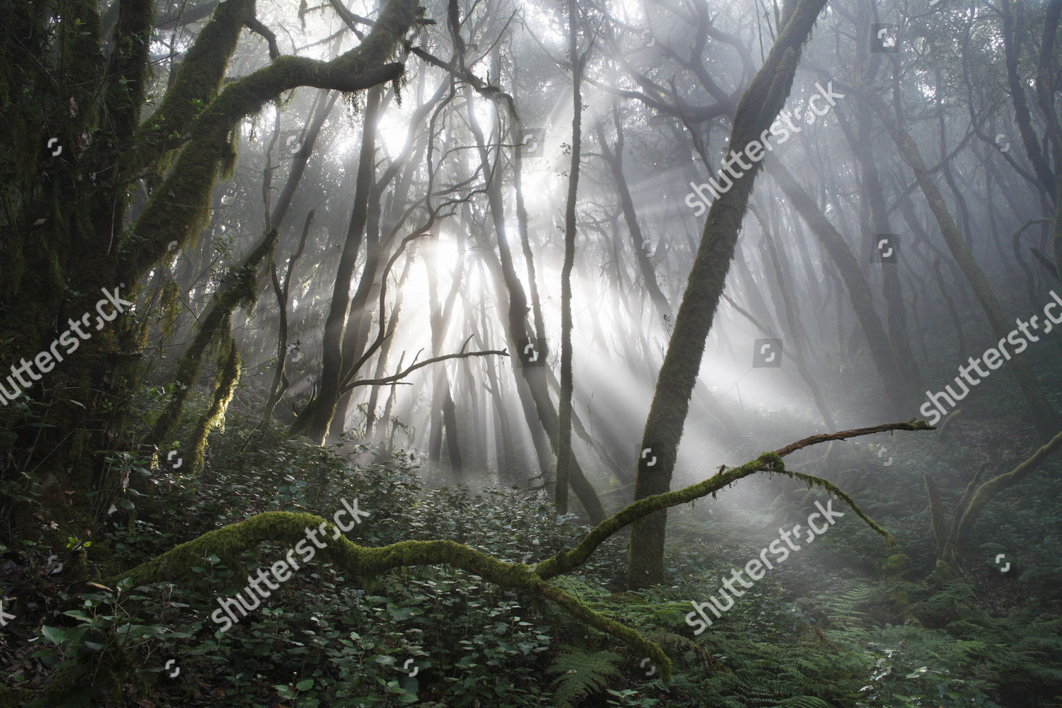 Garajonay National Park Laurel Forest Laurisilva Editorial Stock Photo ...
