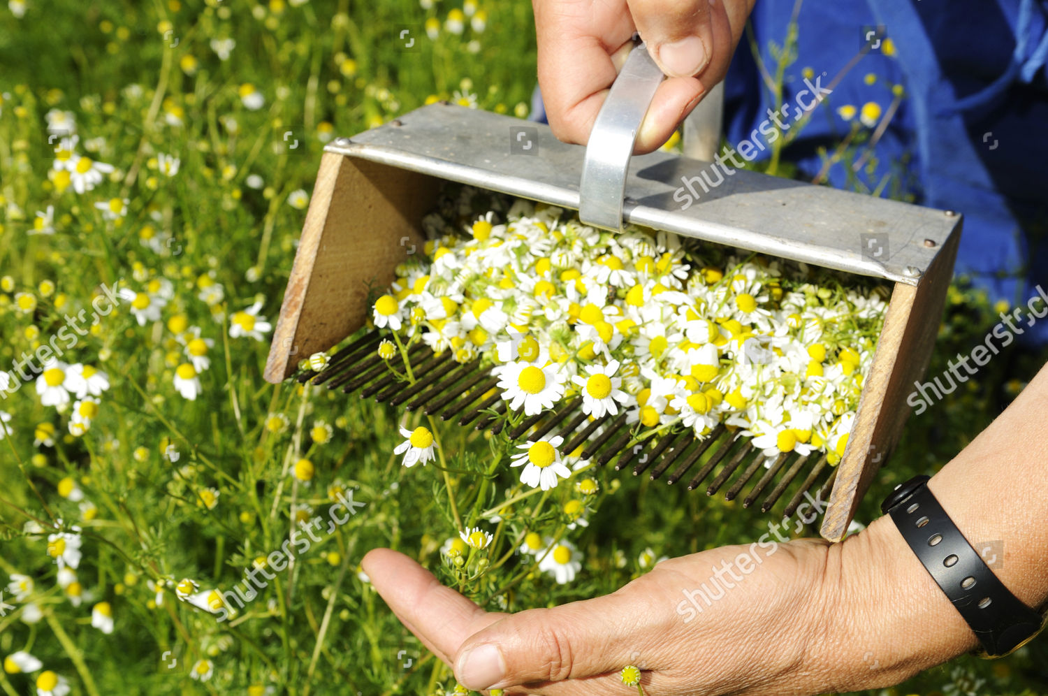 Chamomile Rake Herb Farm Pflegerhof Farm Editorial Stock Photo - Stock ...