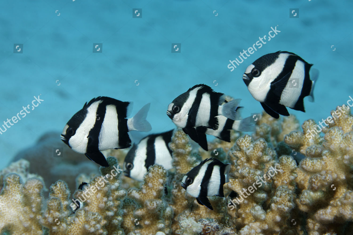 Humbug Damselfish Dascyllus Aruanus Swimming Above Editorial Stock ...