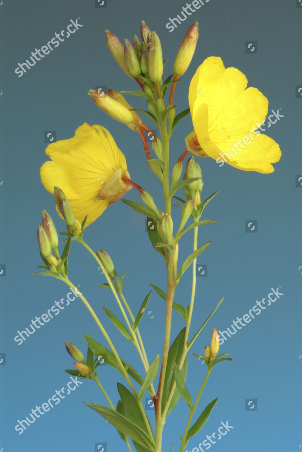 Common Evening Primrose Evening Star Oenothera Editorial Stock Photo ...