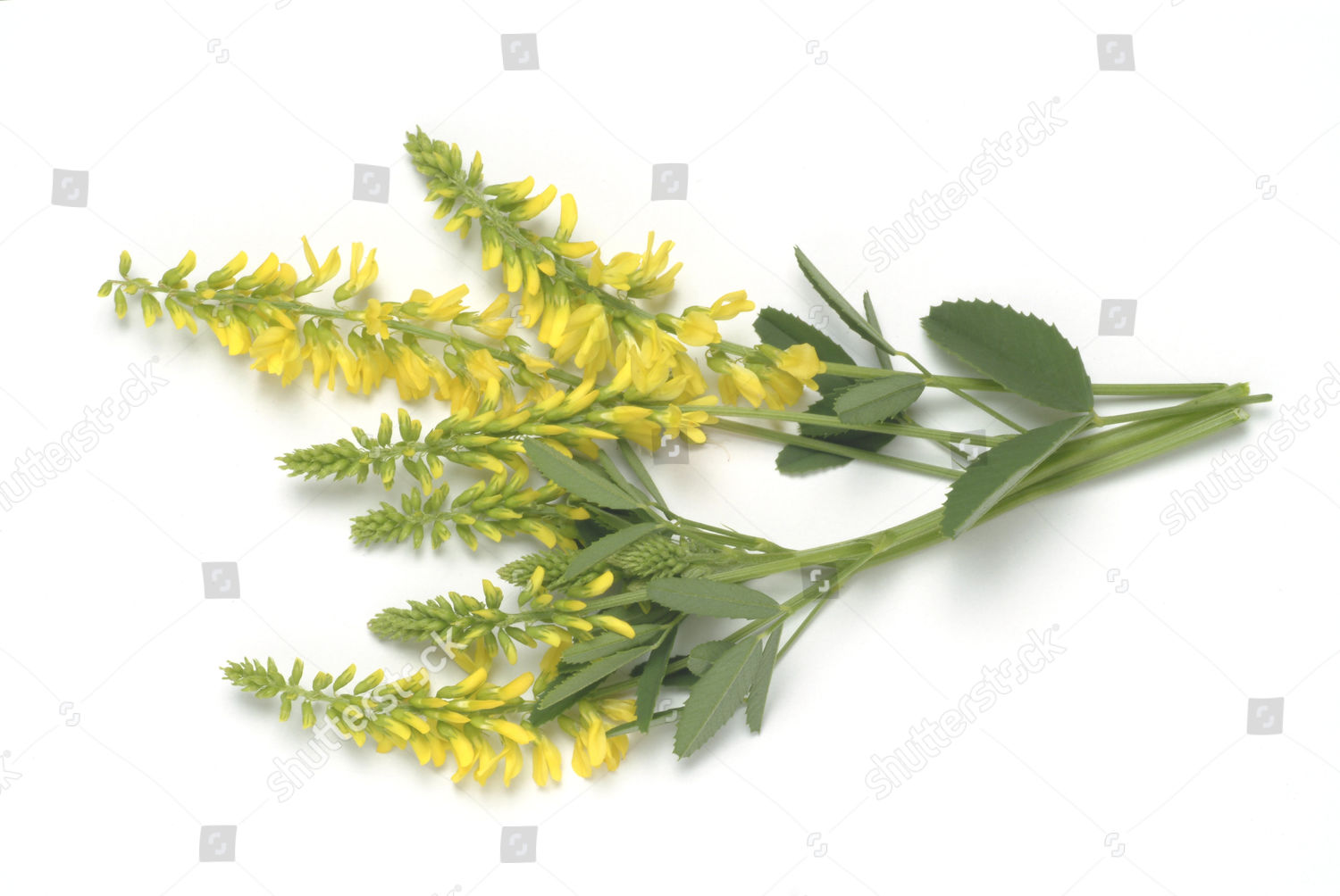 Yellow Sweet Clover Melilotus Officinalis Medicinal Editorial Stock ...